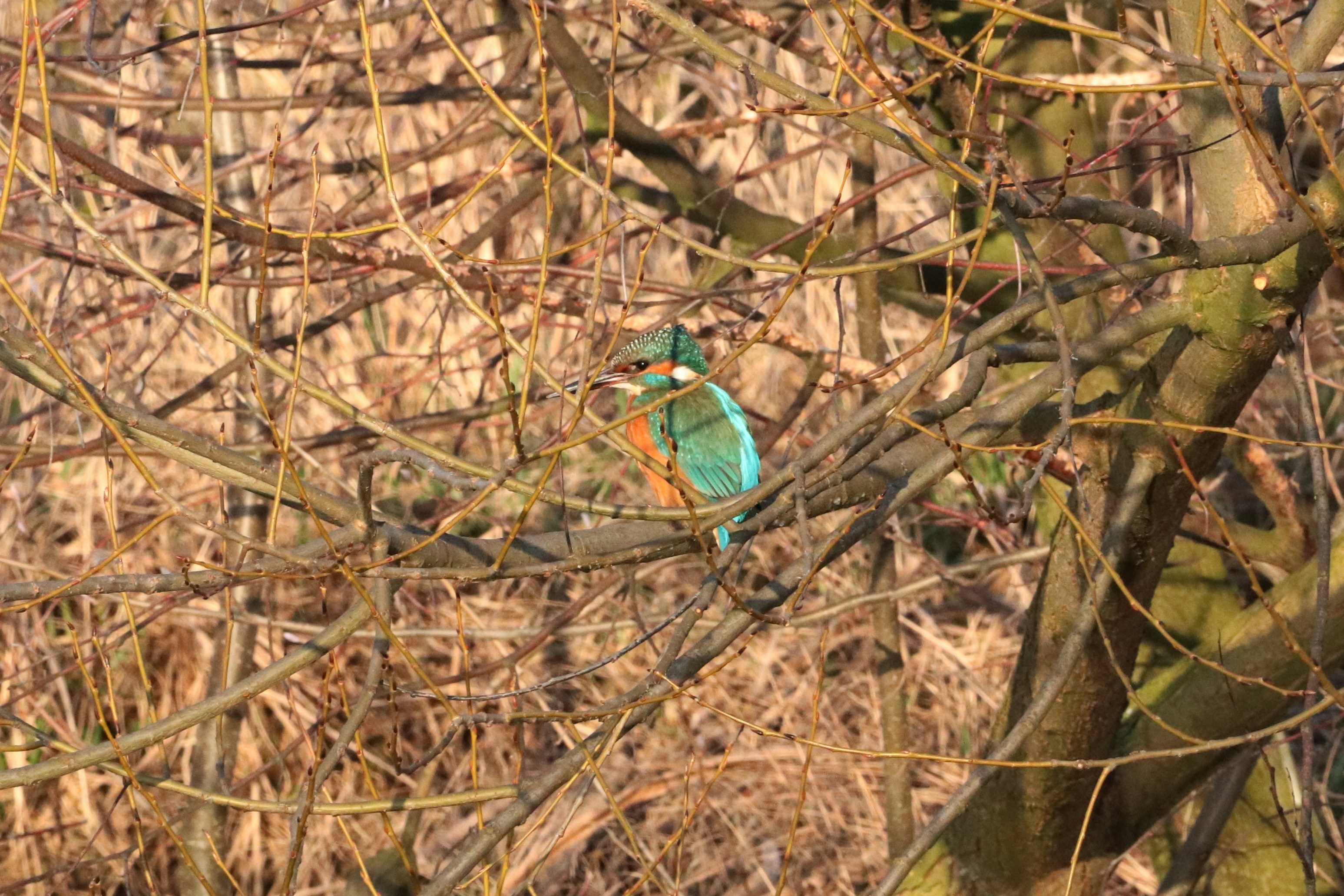Azure Kingfisher Perched Amid a Tangle of Winter Branches