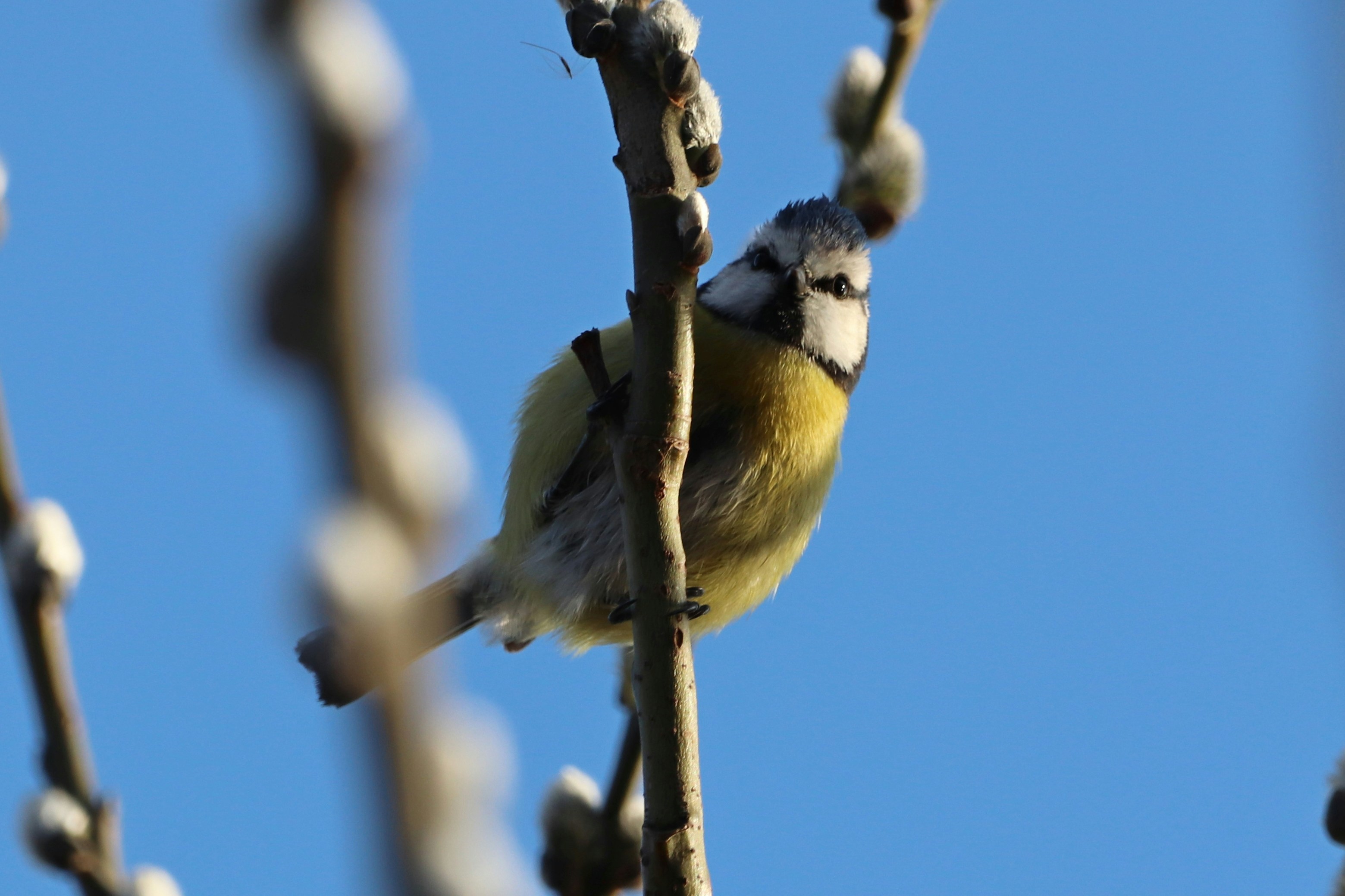 Blue Sky Serenade: A Small Bird Perched Among Winter Branches