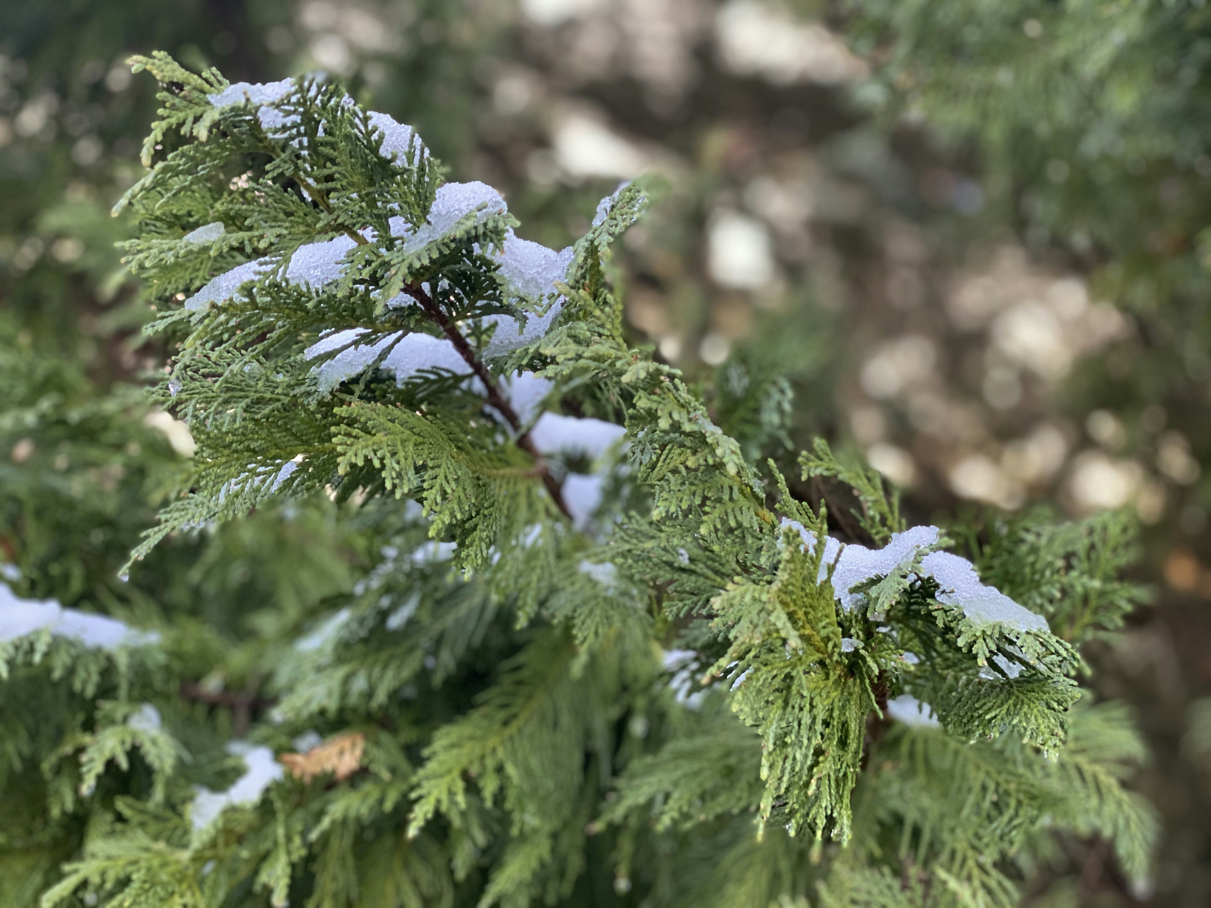 A evergreen tree with snow, and the sun coming over the trees.