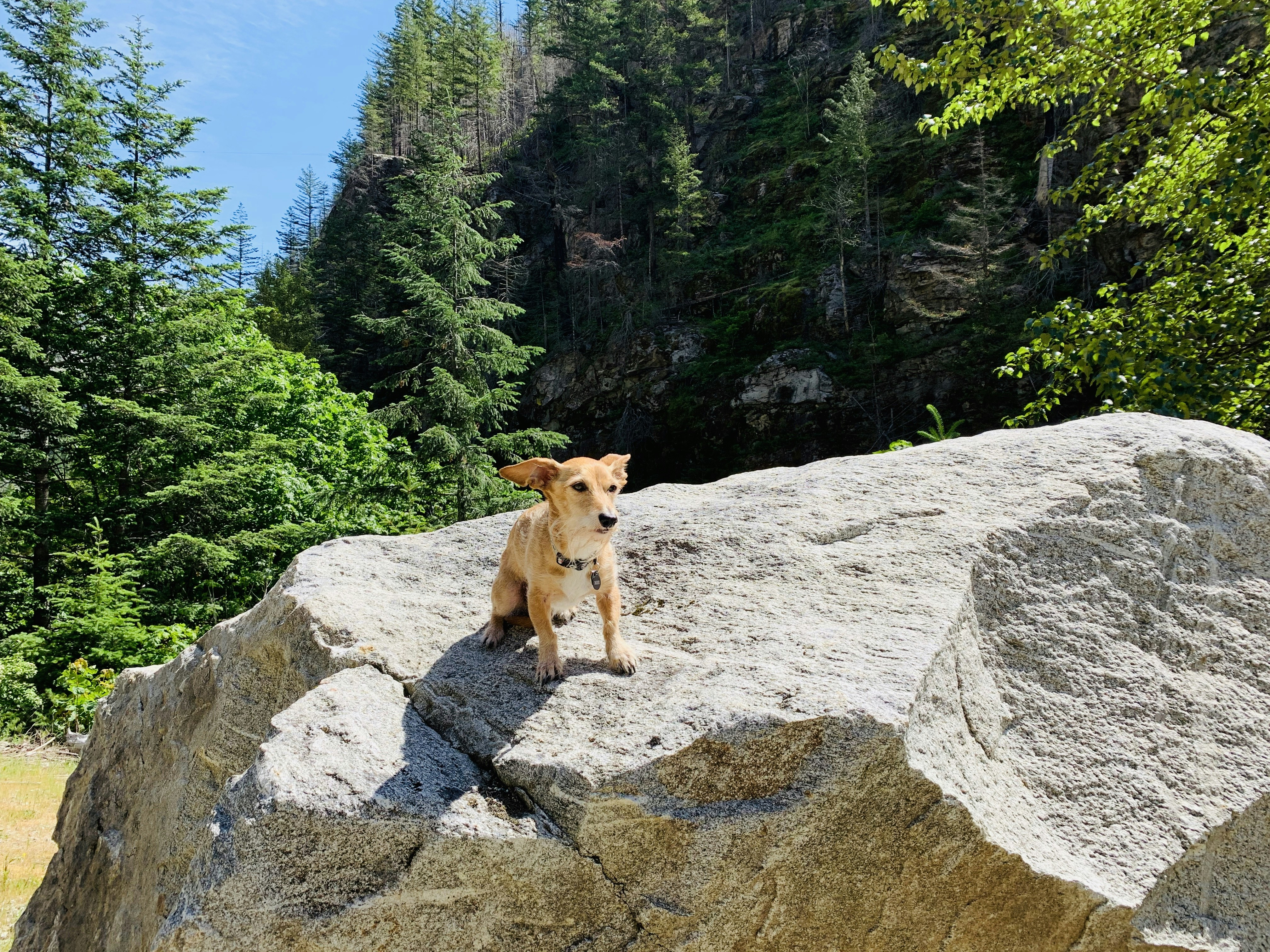 Sunlit Canine on Granite Throne