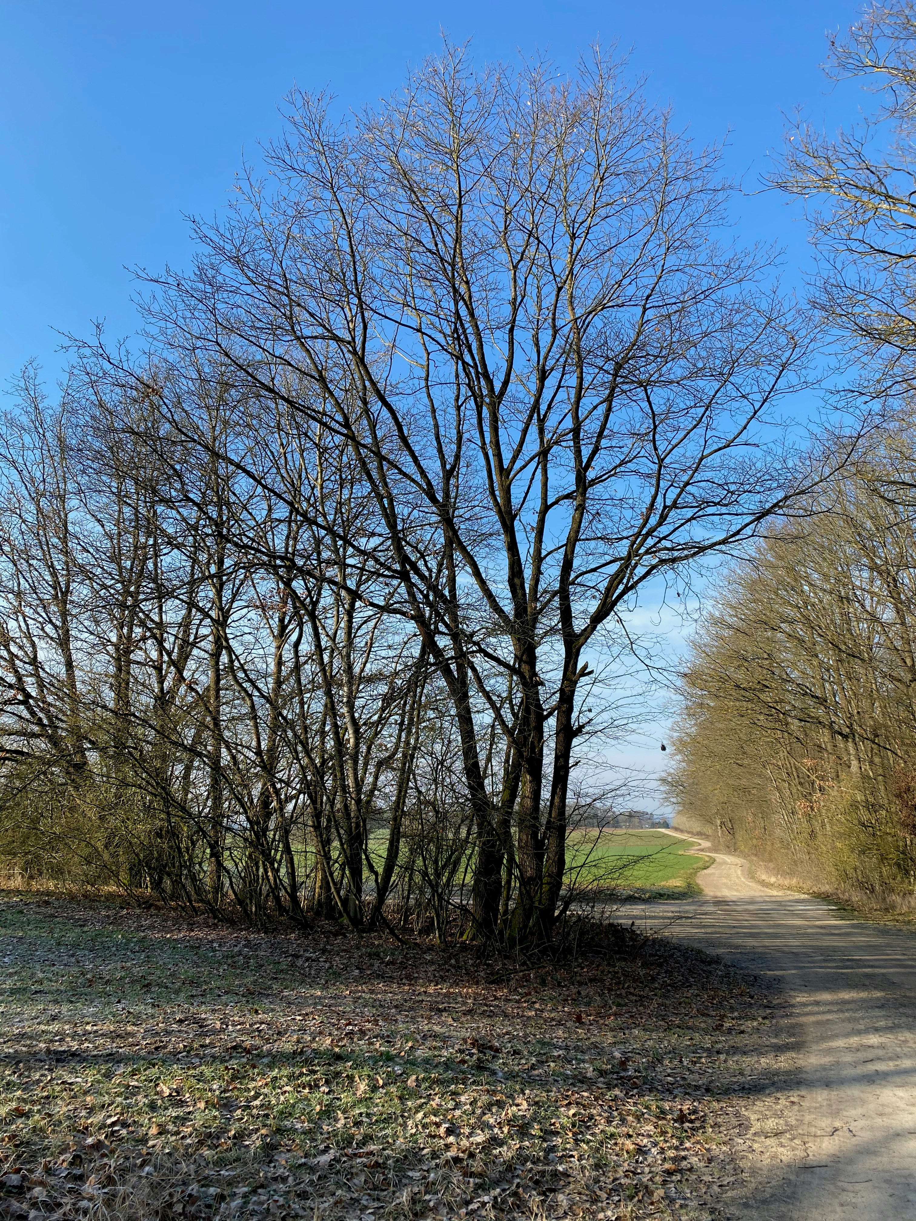 Leafless trees lining a winding dirt path under a clear blue sky, hinting at the transition from winter to spring.