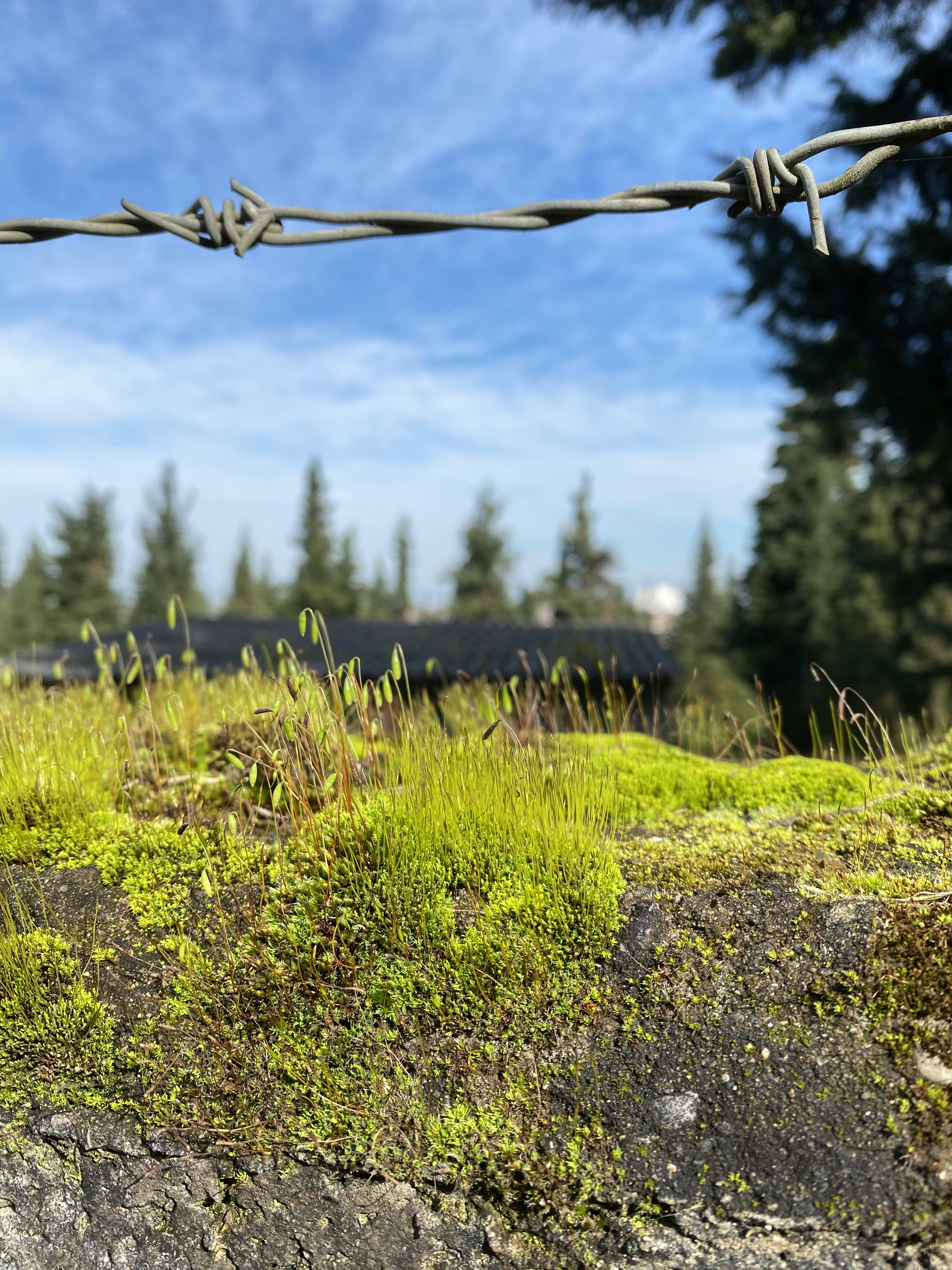 green grass field during daytime