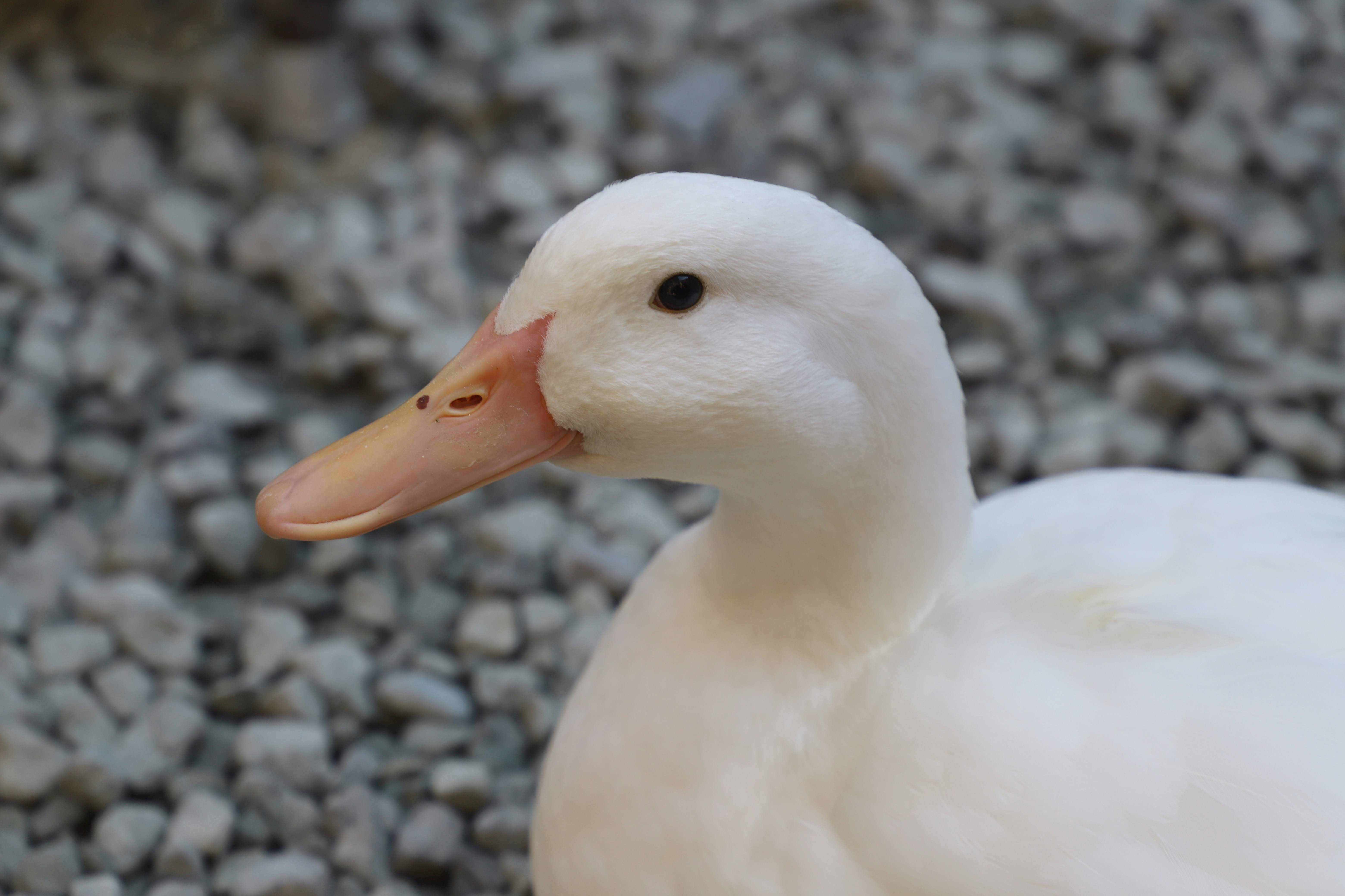 Pearl-White Duck Portrait: Close-Up on Pebble Ground