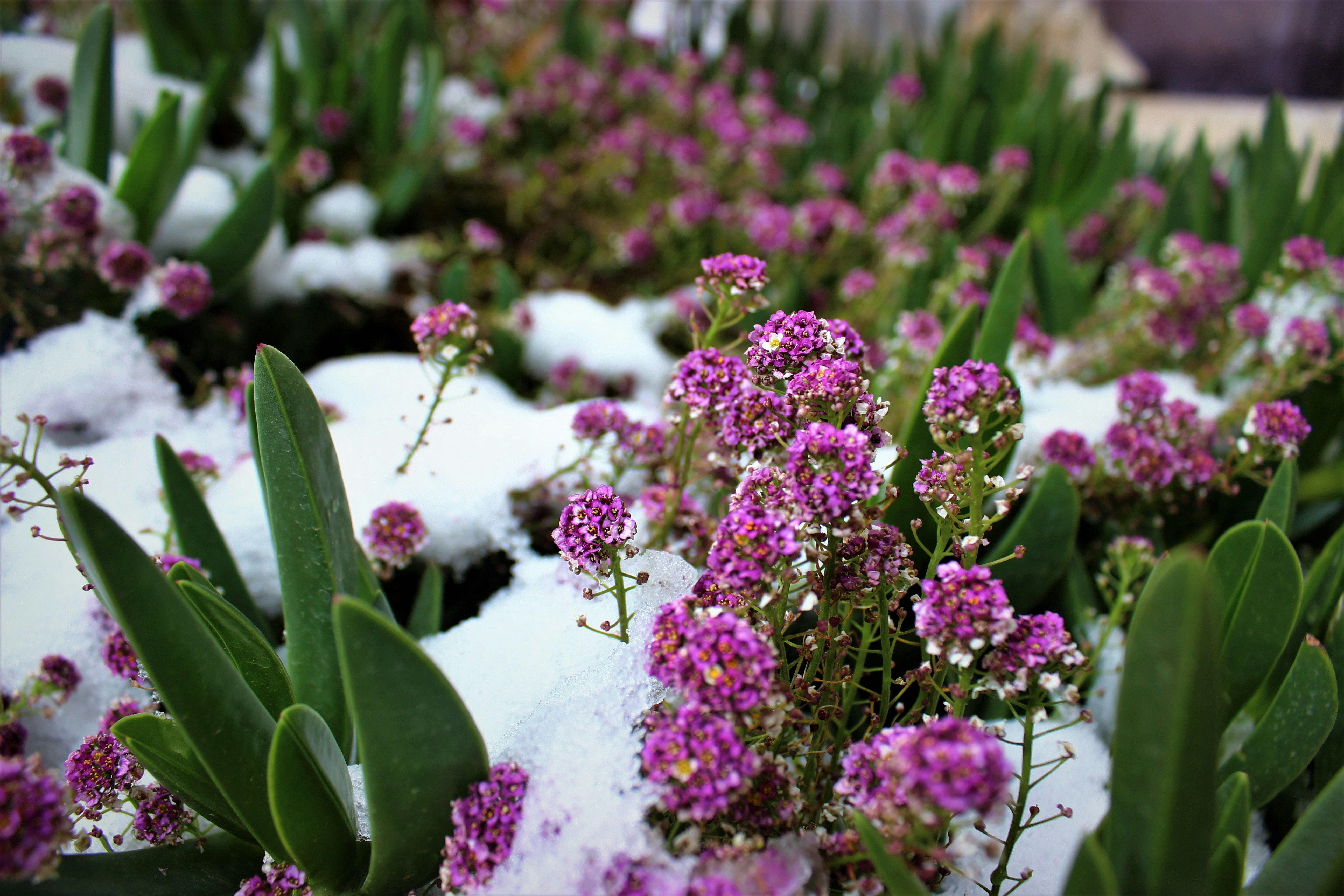 Vibrant clusters of purple flowers emerge from a snowy landscape, showcasing nature's resilience in winter's grip.