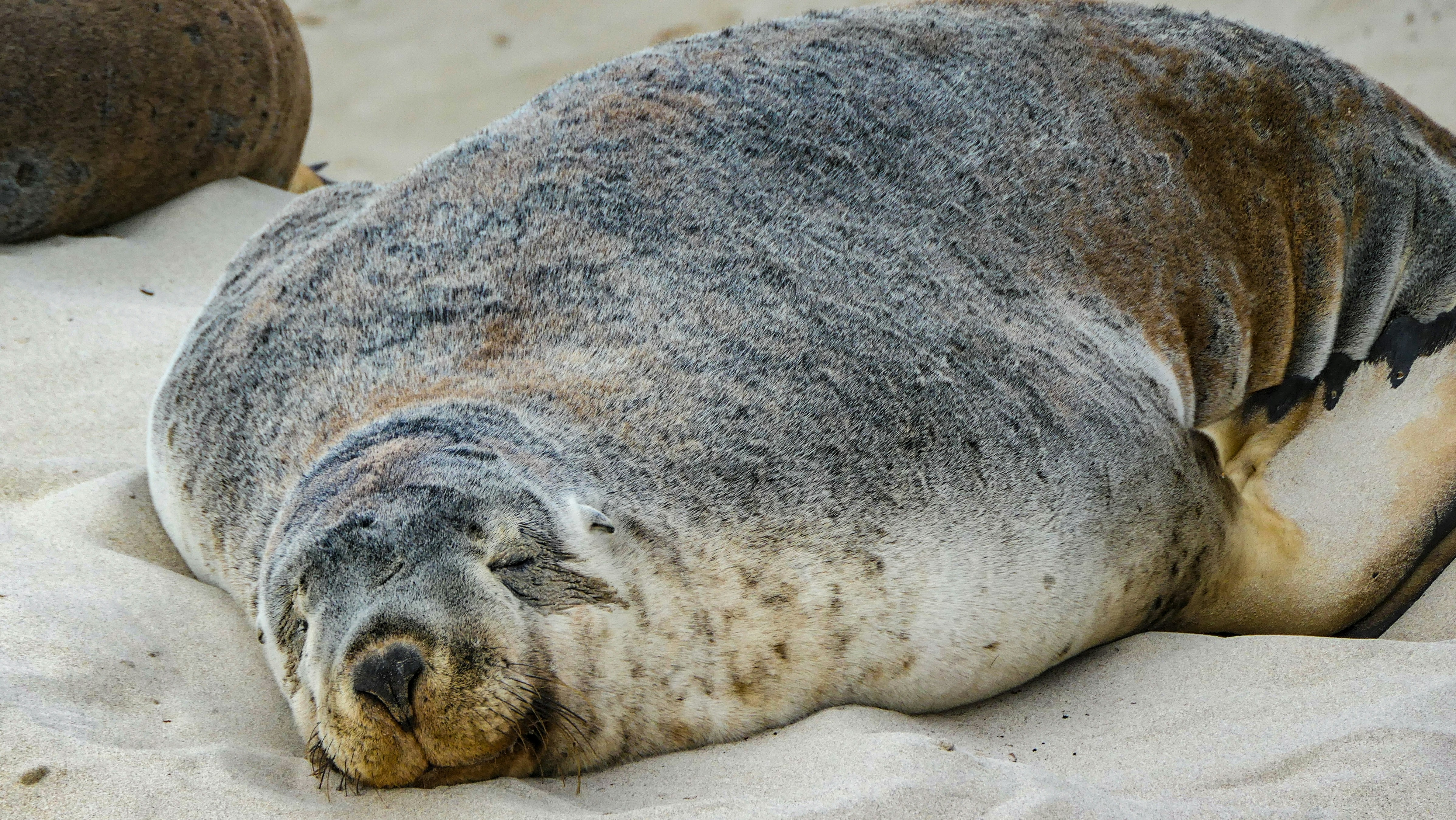 Foto Foca acostada sobre arena blanca durante el día – Imagen Isla ...