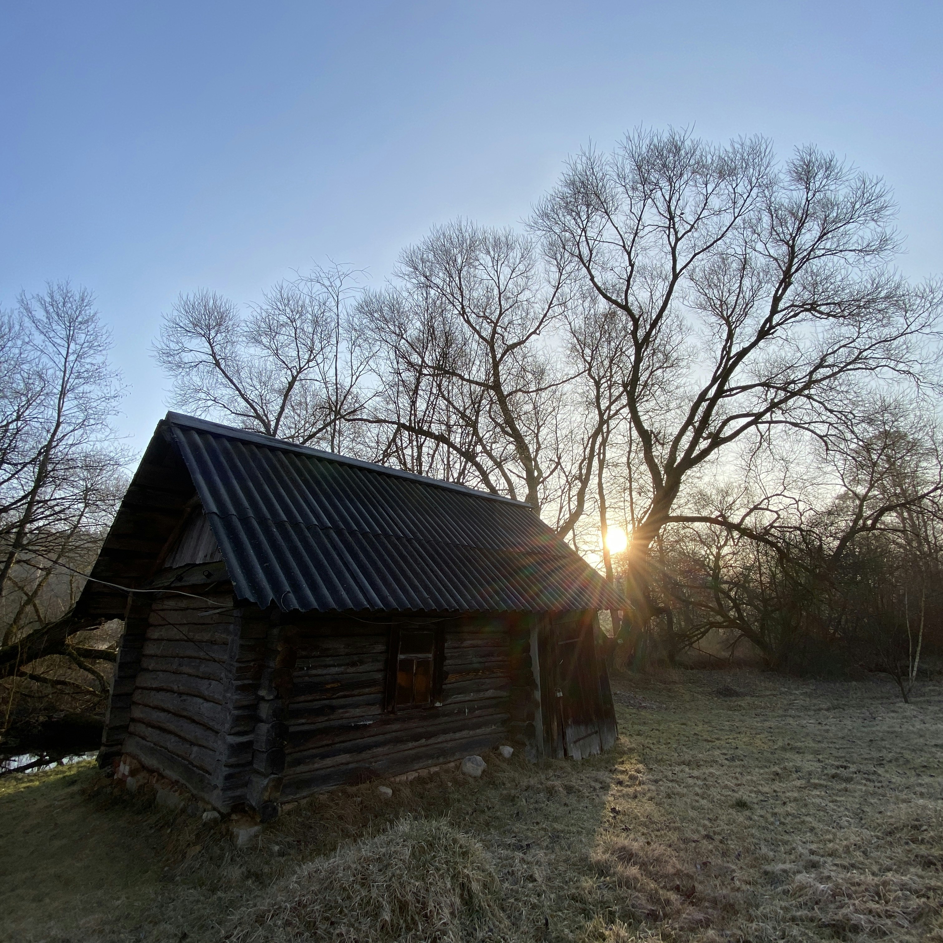 Sunlit Rustic Cabin at Dusk, Beneath Bare Winter Branches