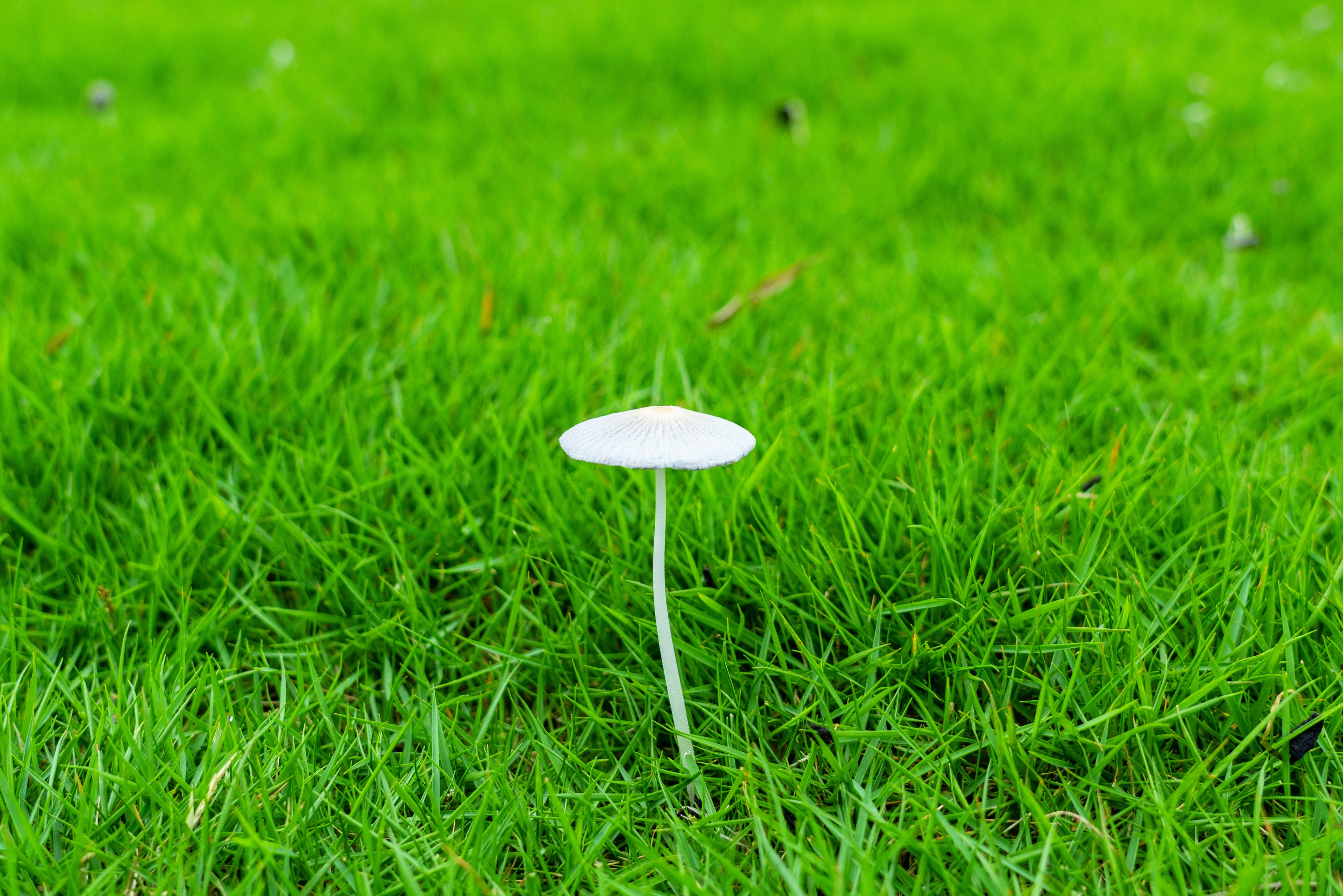 Solo Mushroom in a Sea of Green