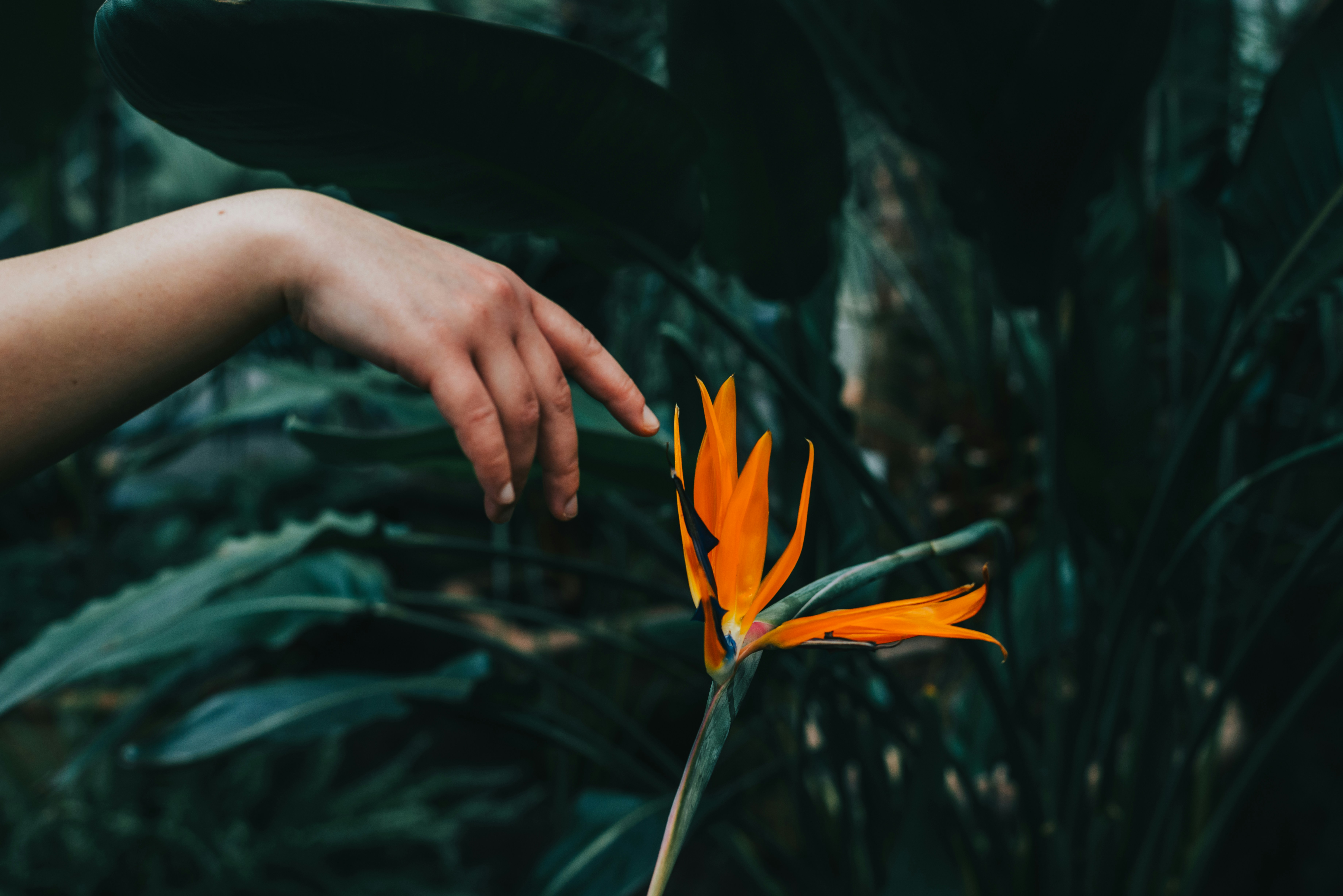 Soft Reach toward a Flame: Bird of Paradise in a Velvet Jungle