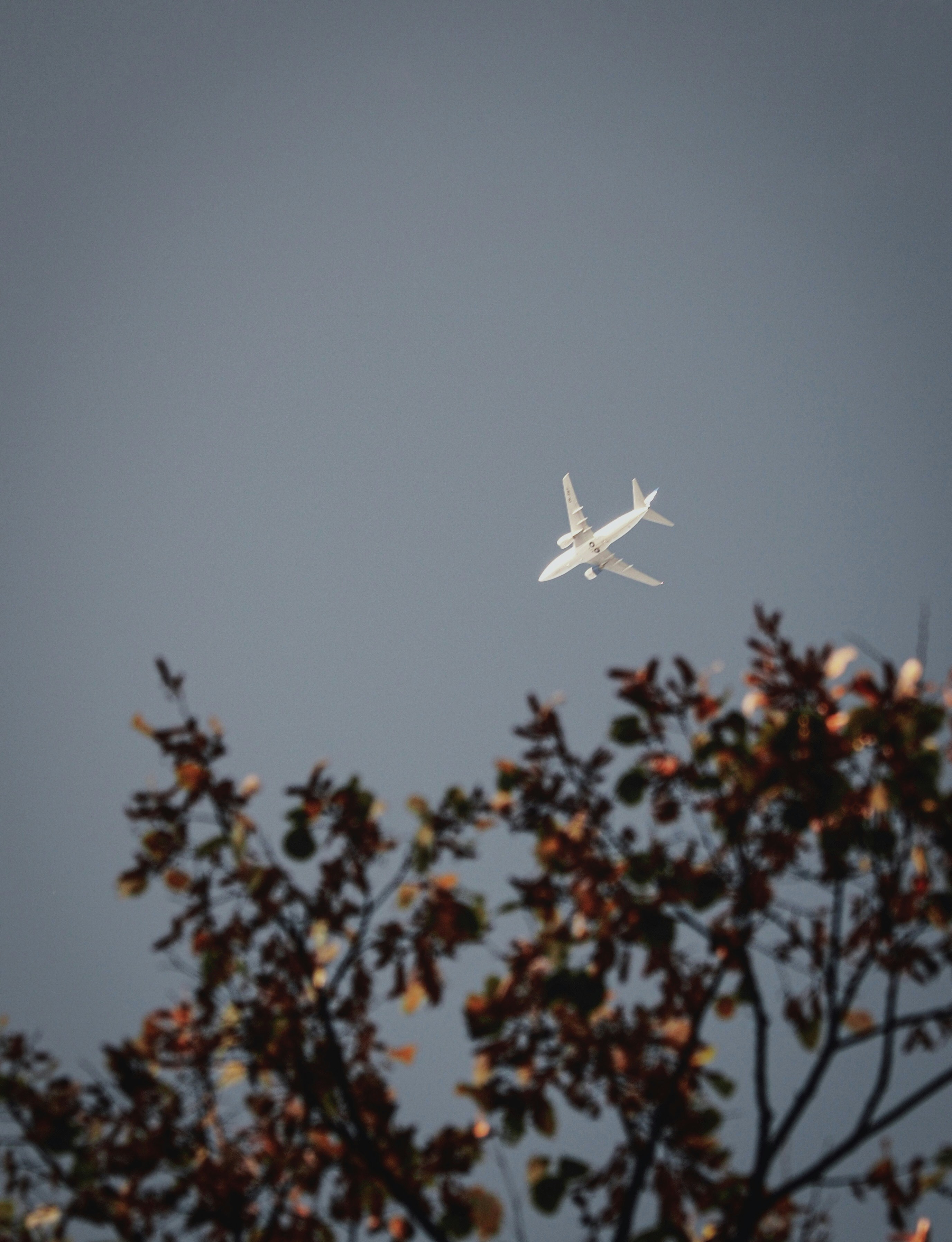Jetliner Soaring Above a Russet Canopy