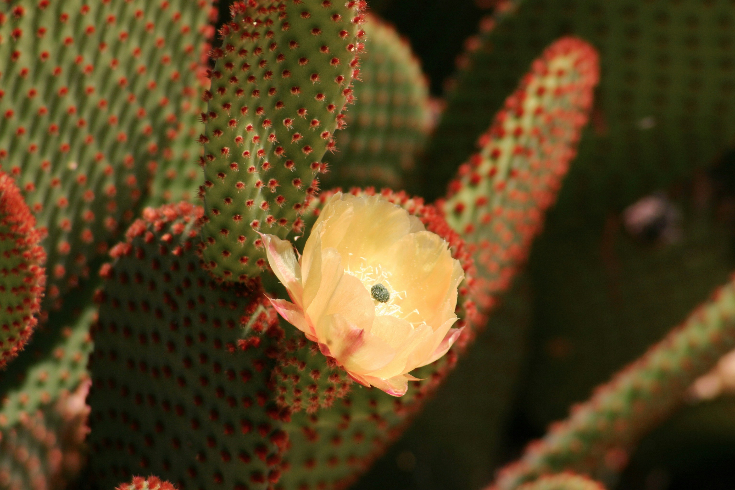 A vibrant yellow cactus flower emerges amidst the green spines of a prickly pear cactus, showcasing nature's resilience in arid environments.