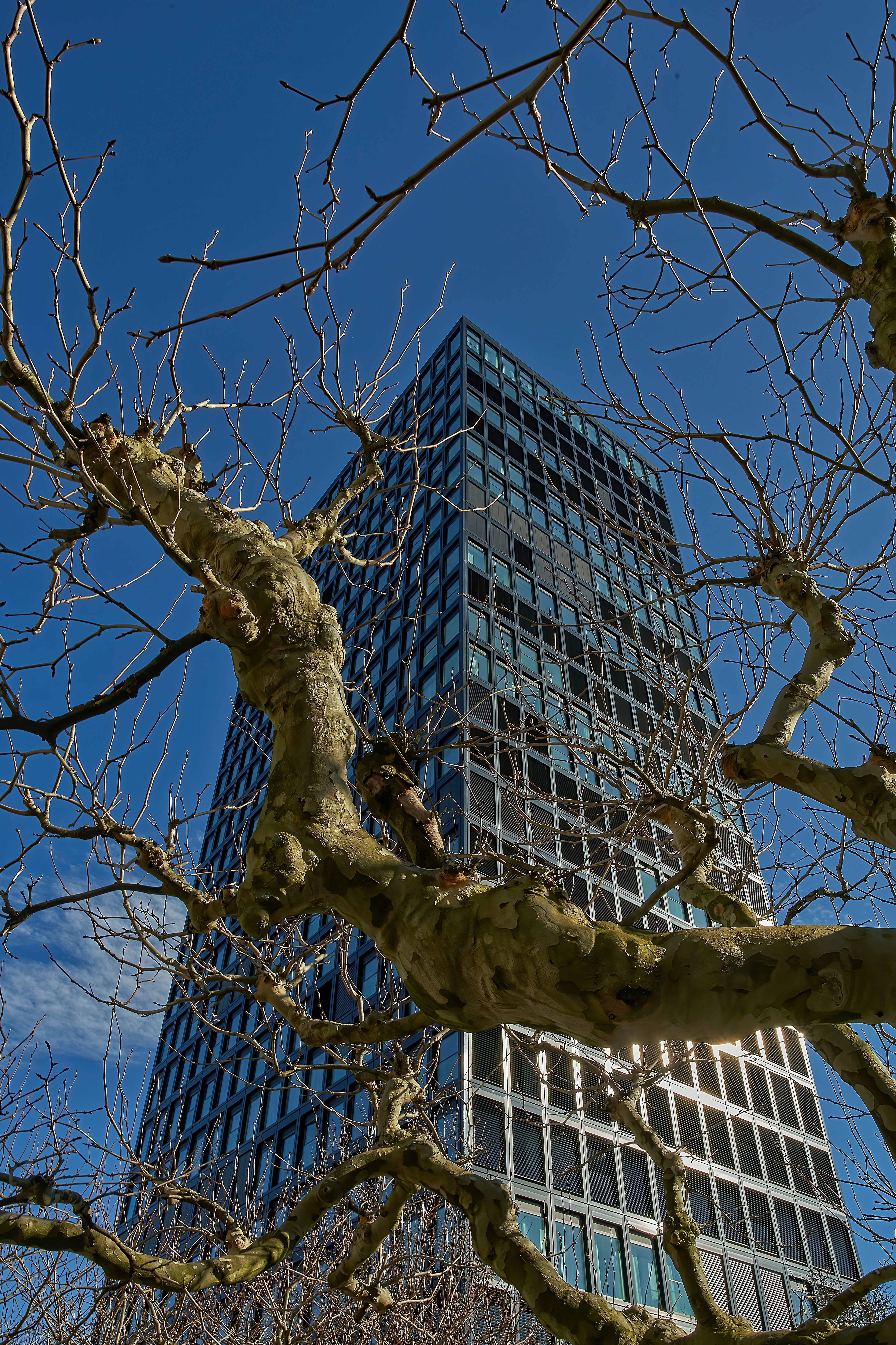 Blue Glass Tower Framed by Winter Branches