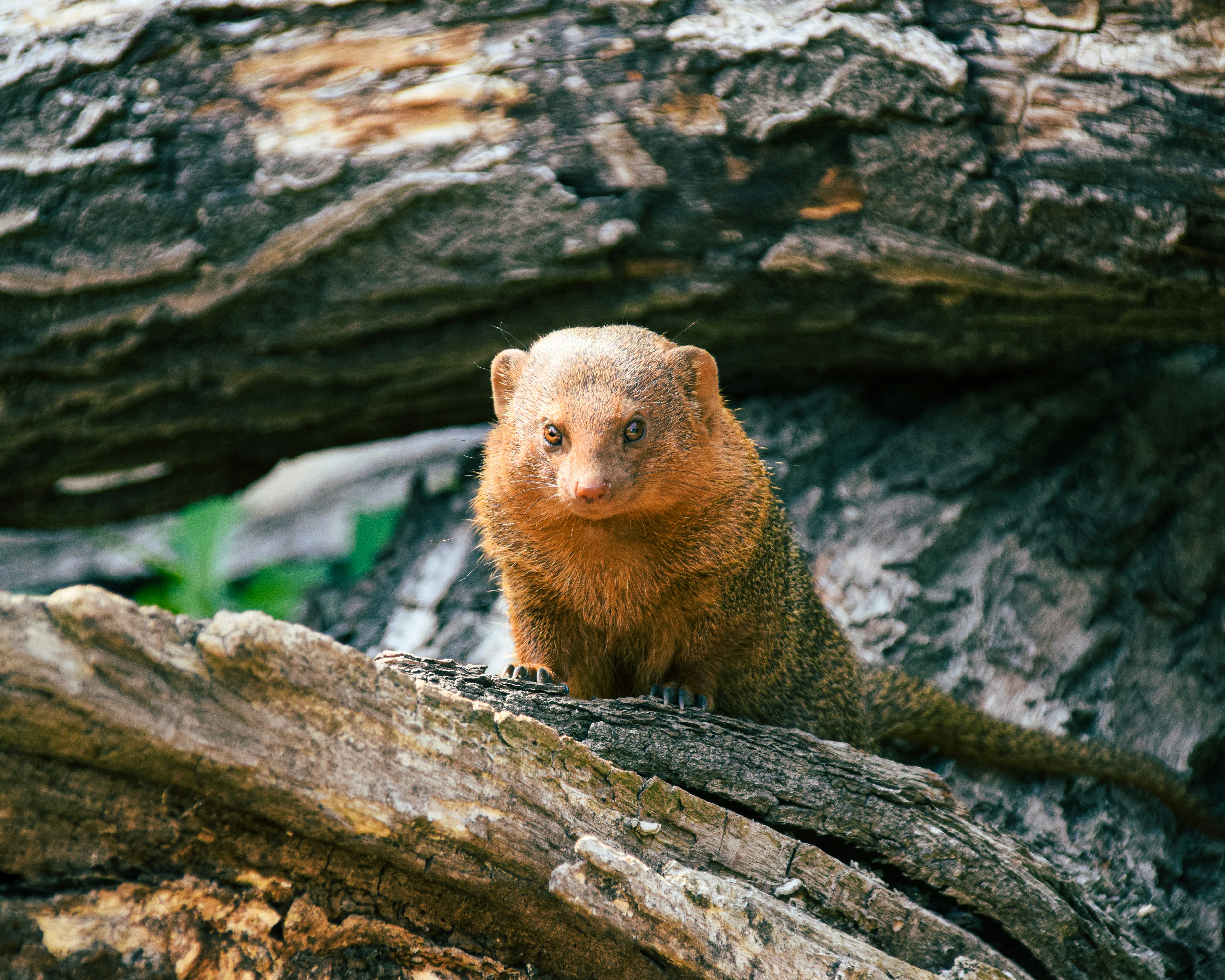 Hollow Sentinel: A Brown Forager on Weathered Logs