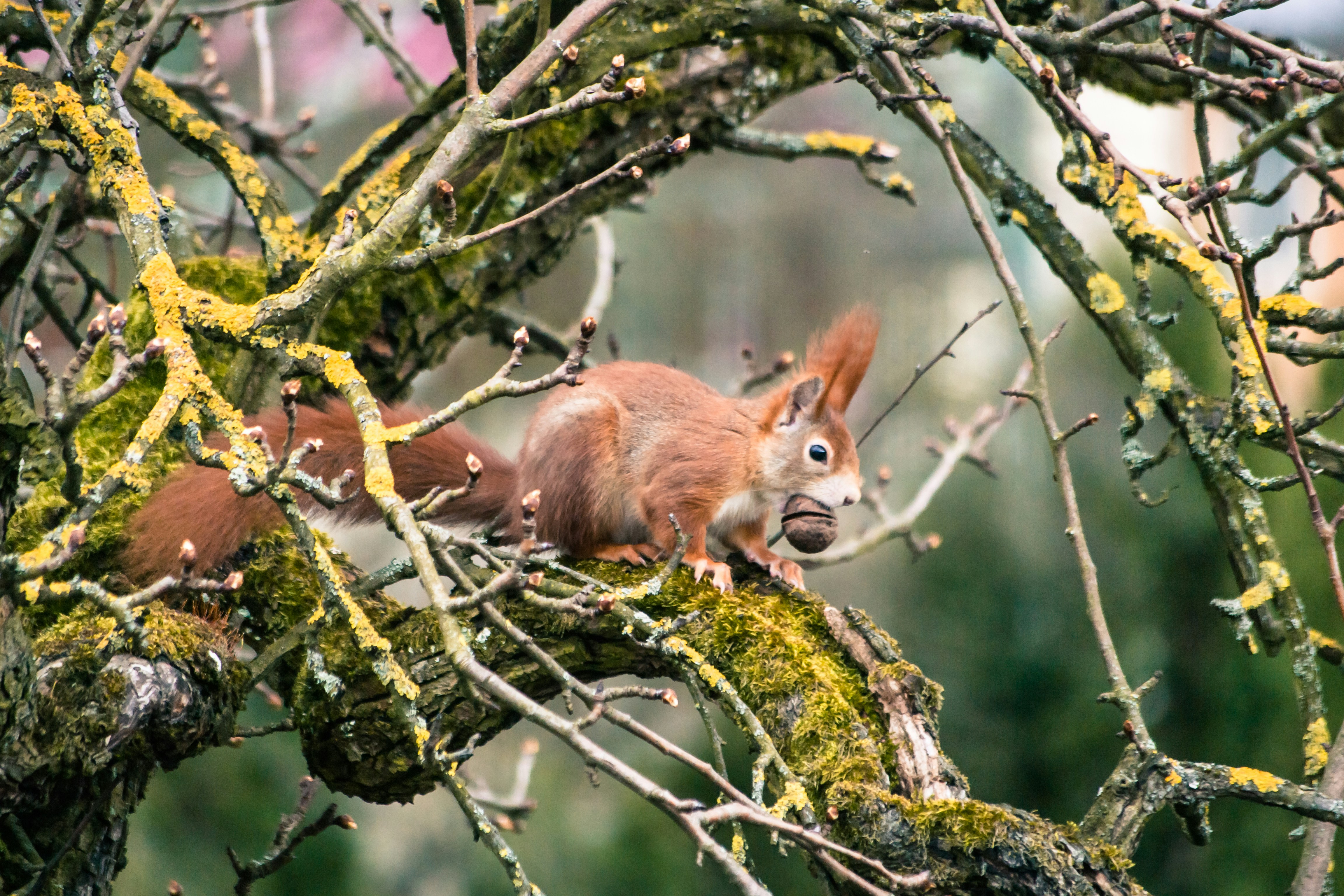 A squirrel perched on a moss-covered branch, clutching an acorn with keen focus amidst a backdrop of lush greenery.