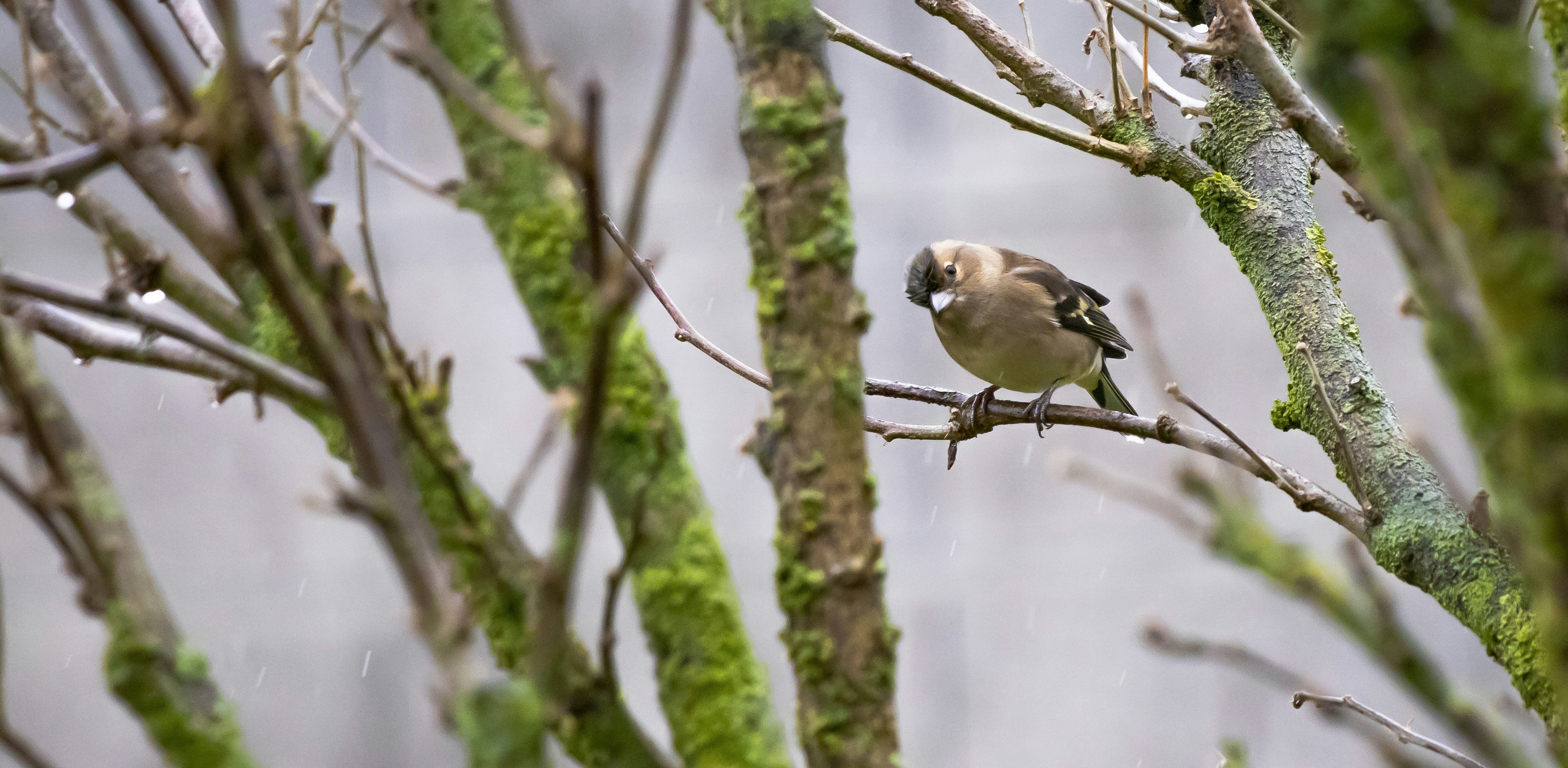 Rain-kissed Perch: A Tiny Bird on Mossy Limbs