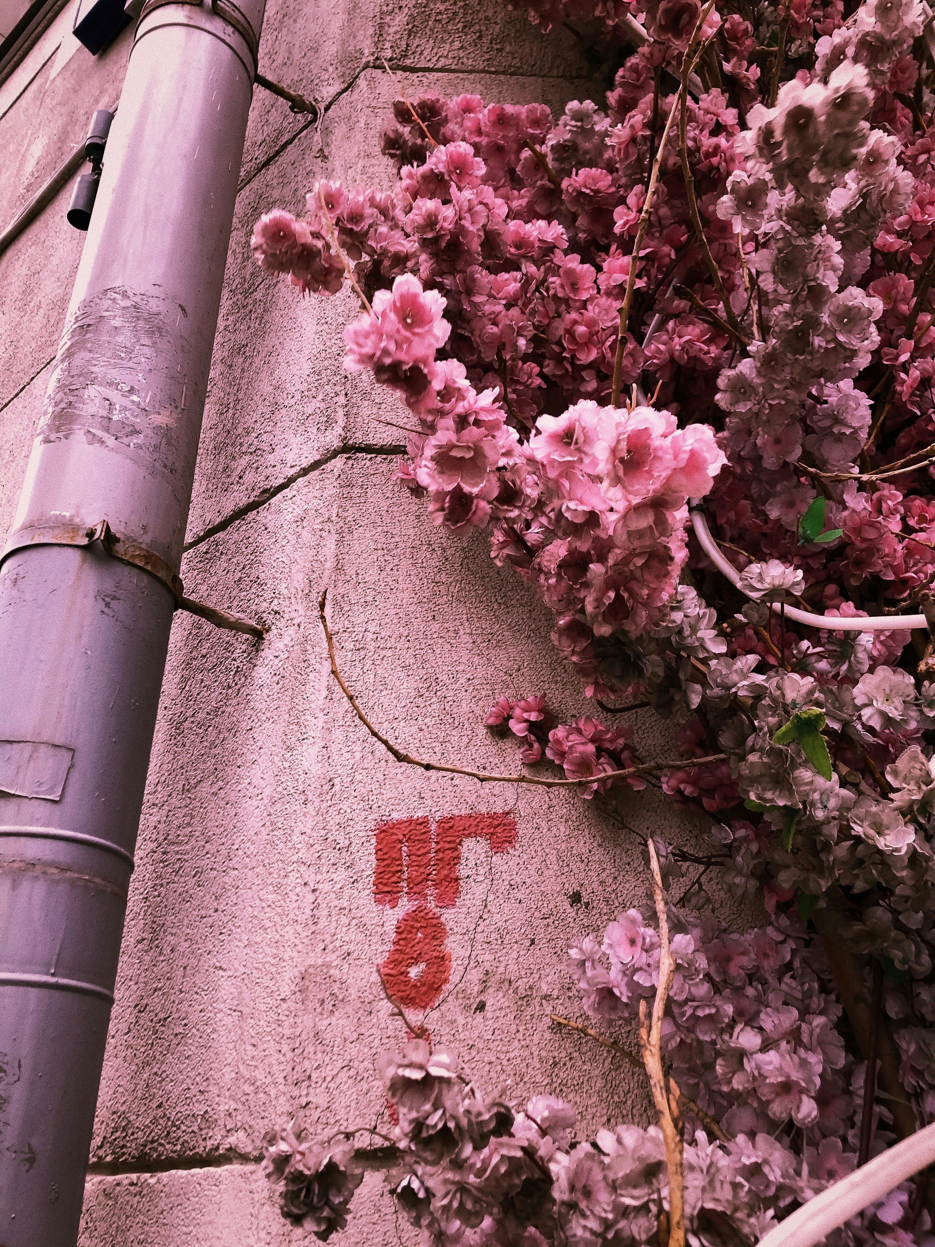 Pink cherry blossom tree on gray concrete wall photo – Free Flower ...