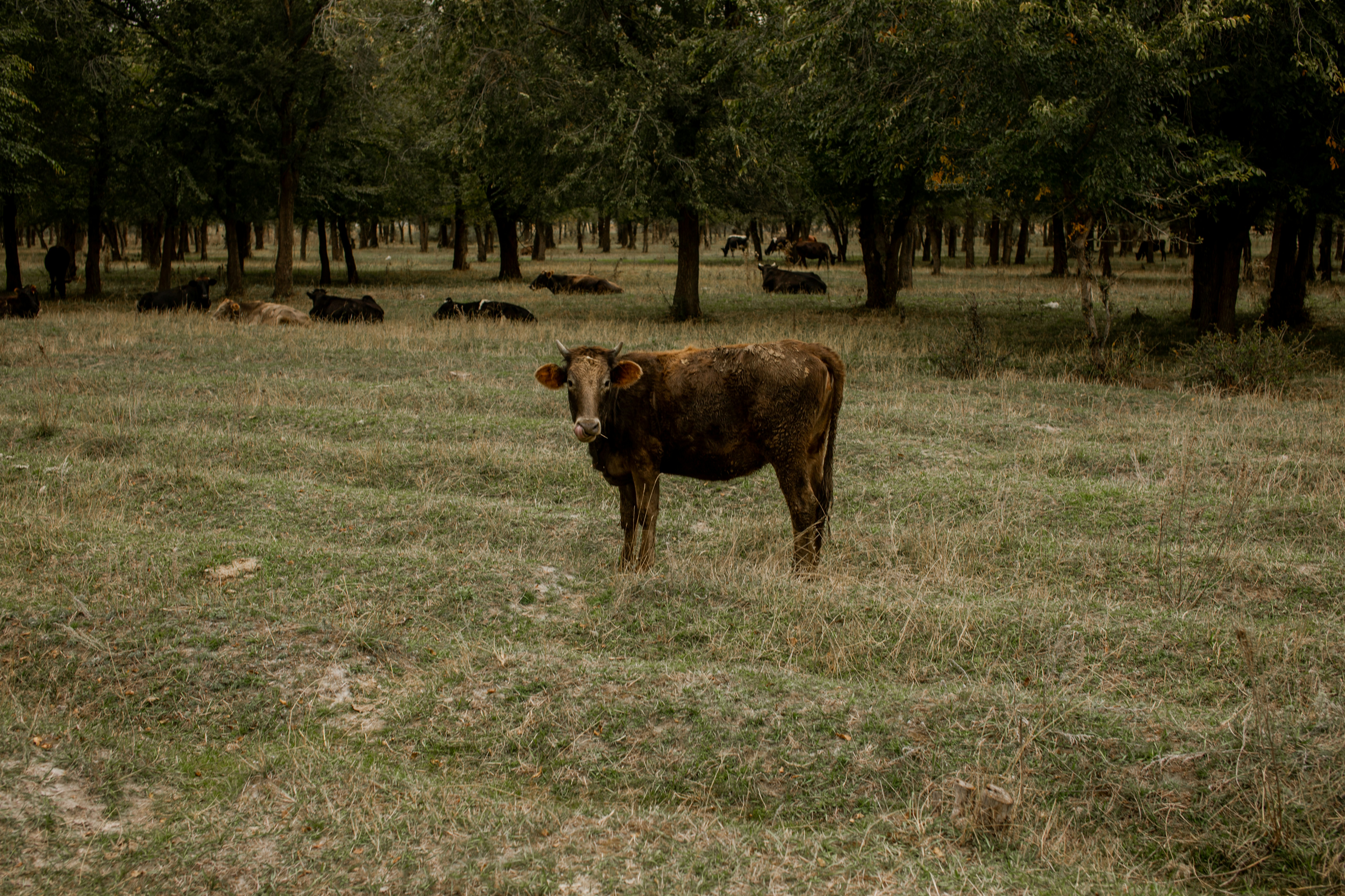 brown cow on green grass field during daytime