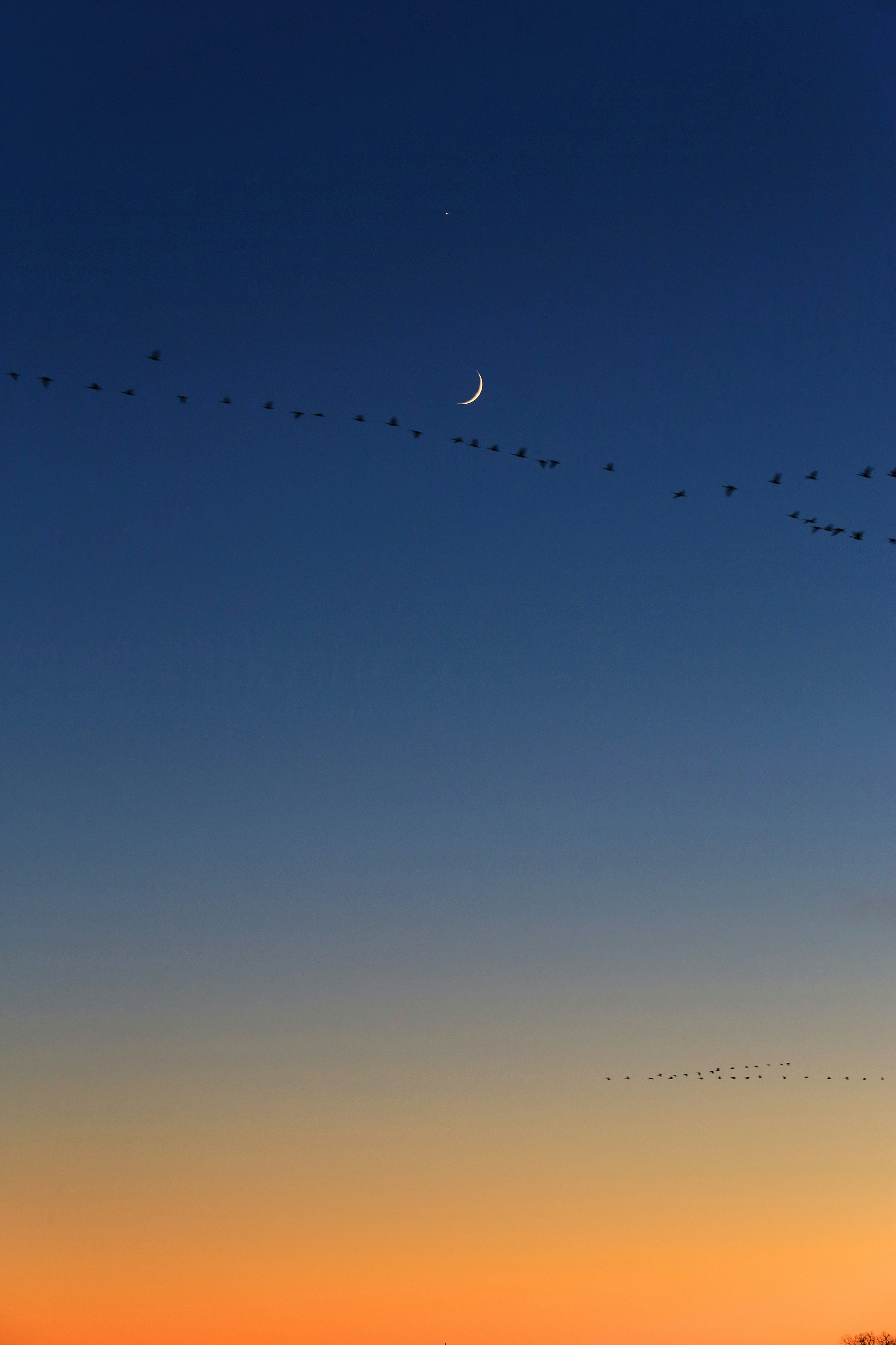 Geese flying home for the night