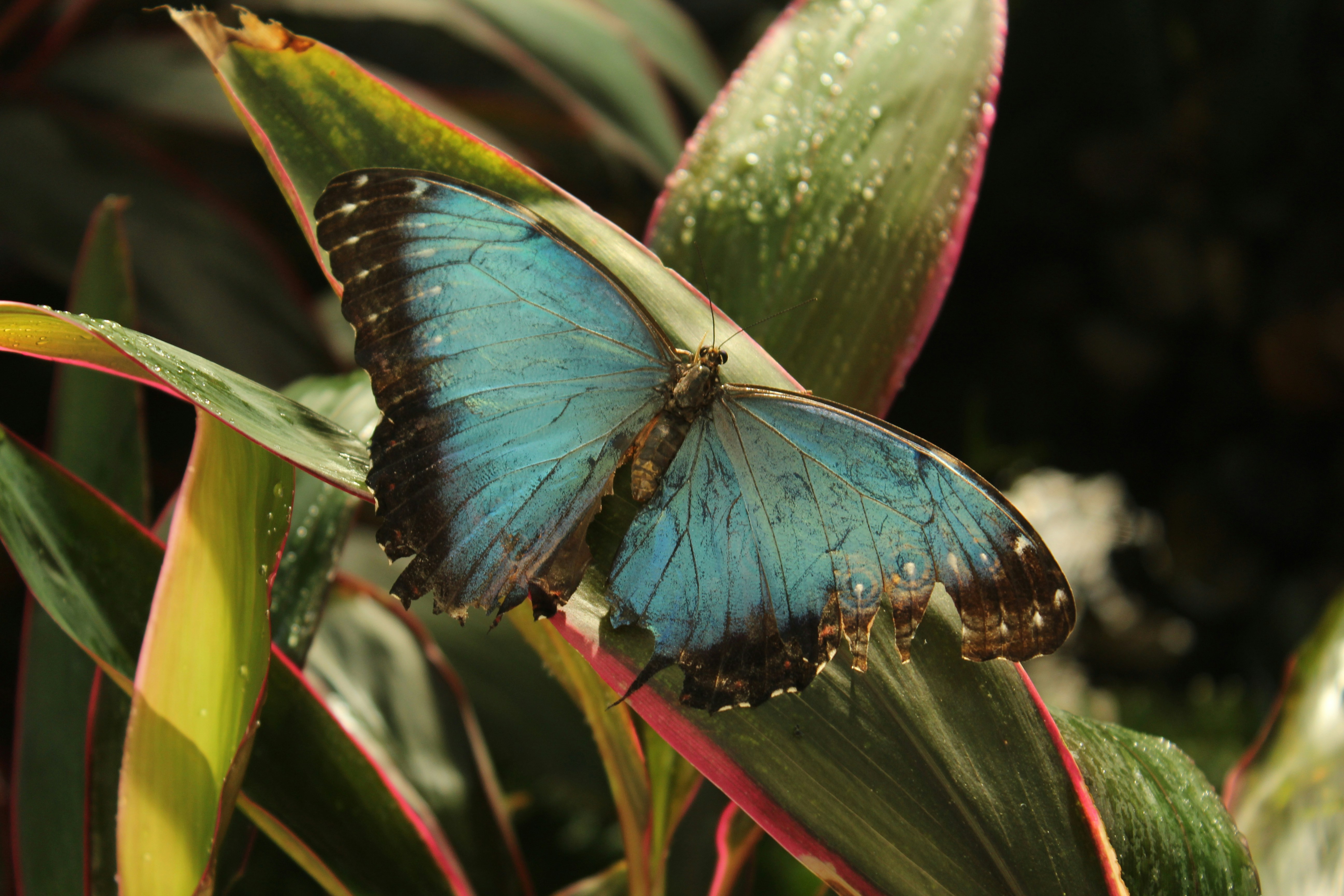 blue and black butterfly on green plant