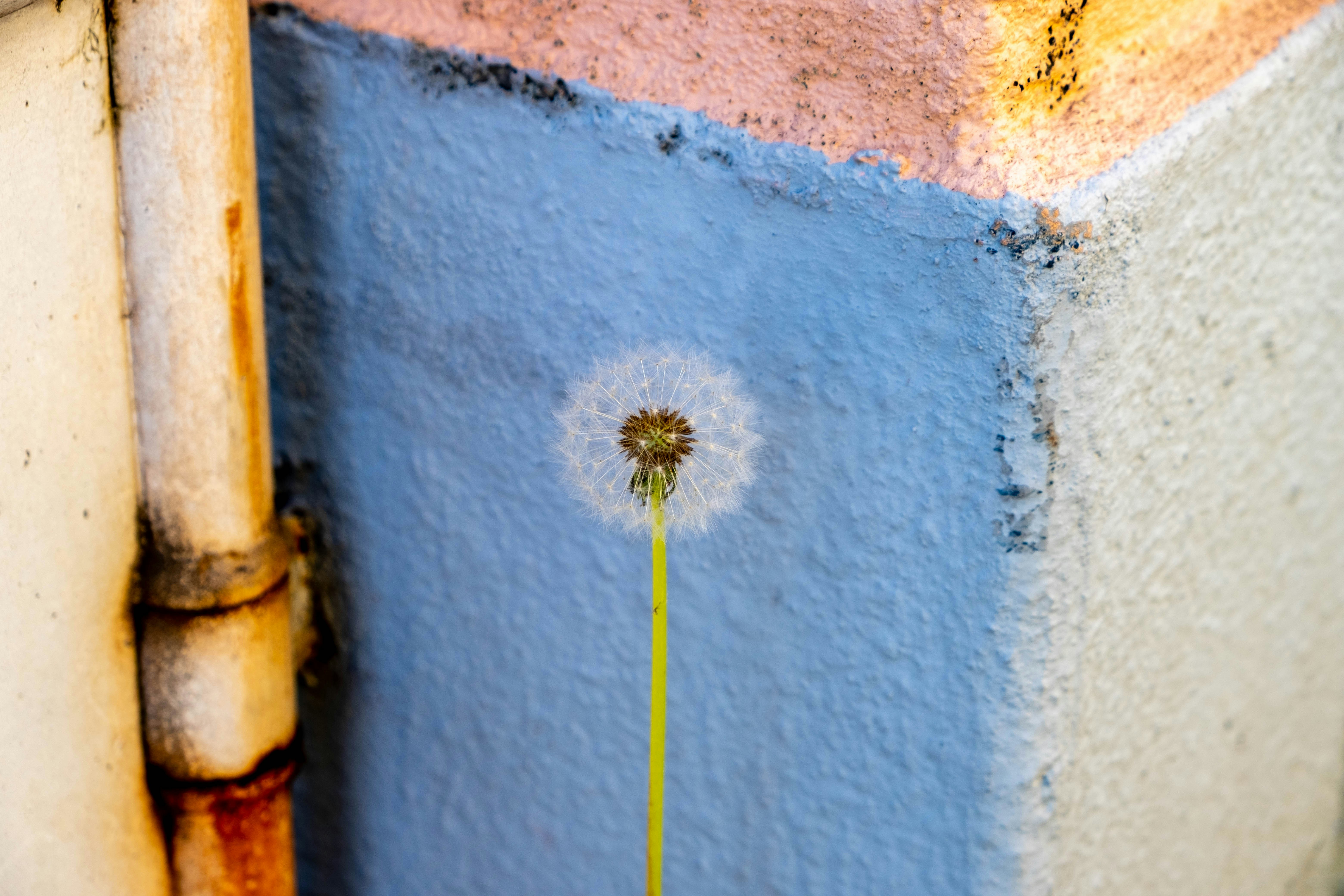 Dandelion flourishing in the sidewalk