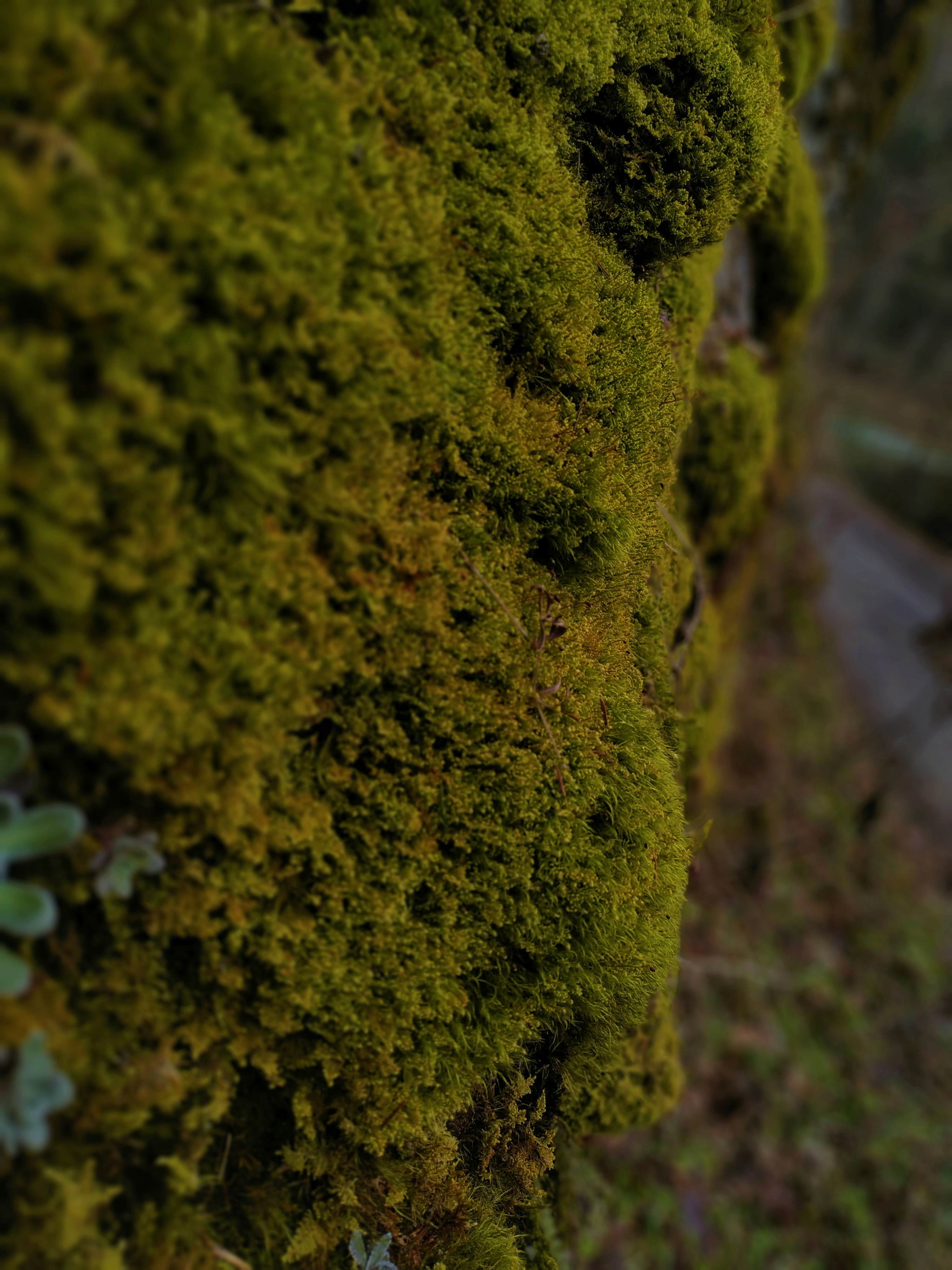 Moss, forest, river | green moss on brown soil