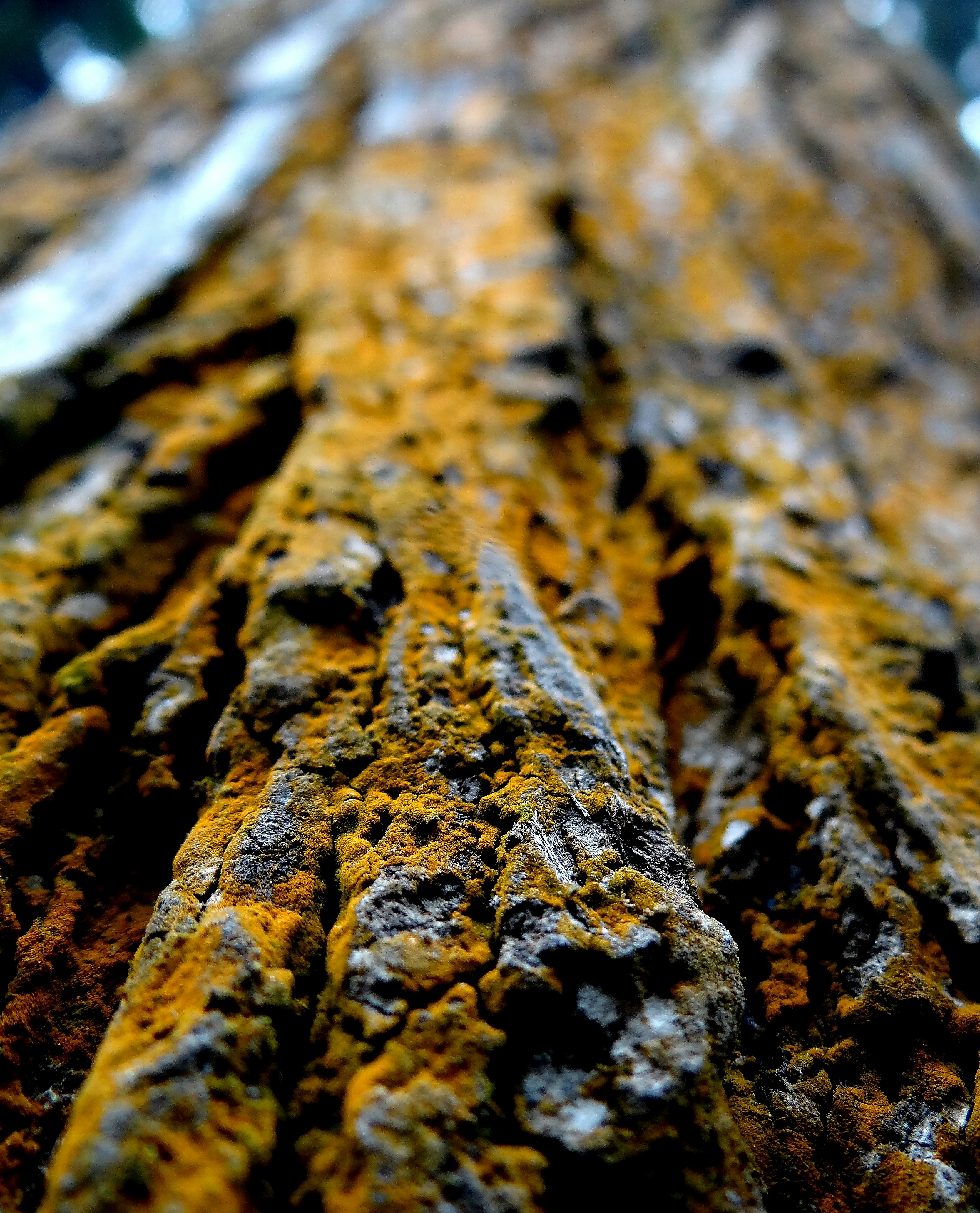 Close-up view of a weathered tree trunk showcasing vibrant orange lichen and intricate bark patterns.