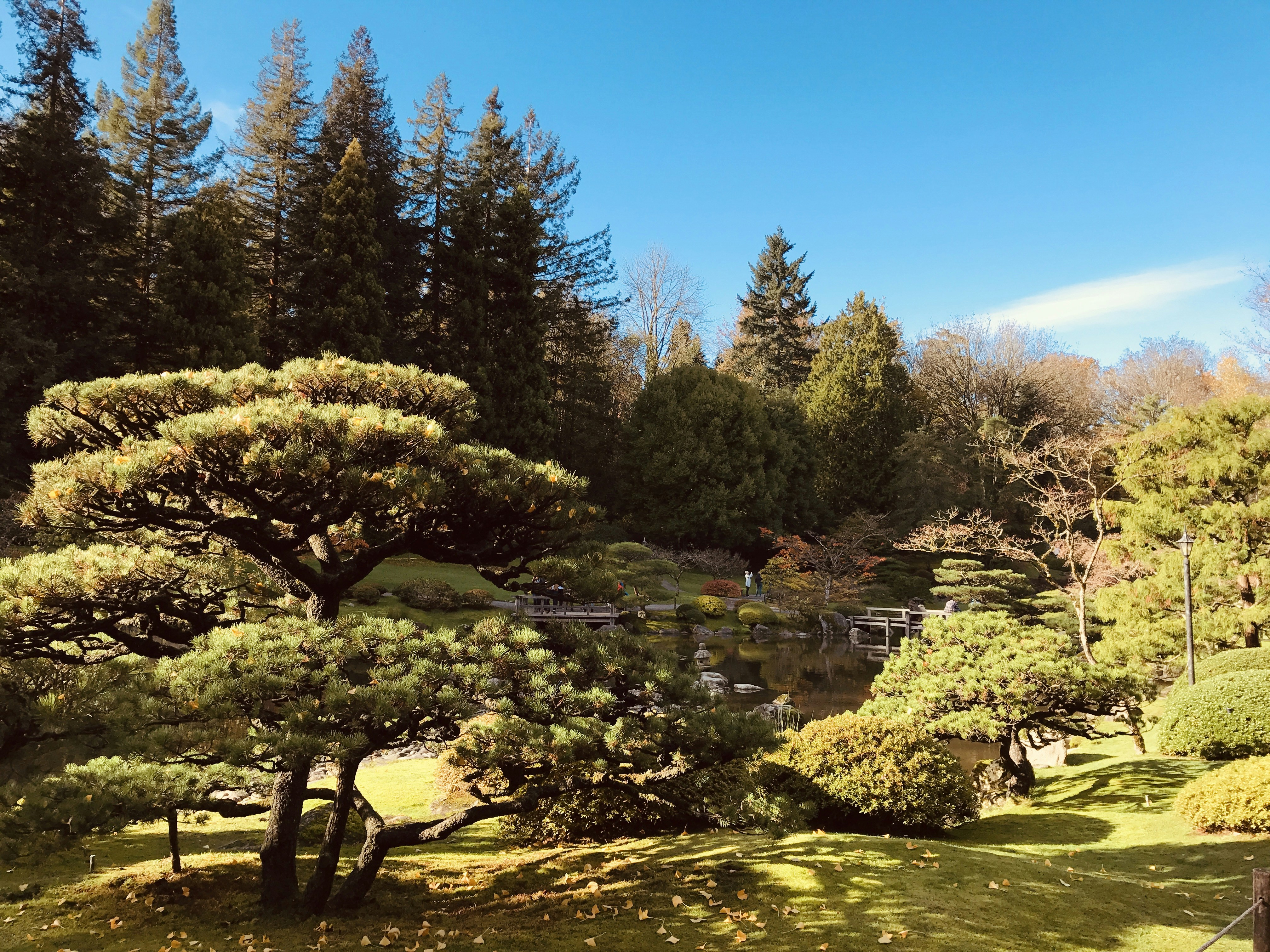 Pruned Pines and a Quiet Pond: Geometry of a Japanese Garden in Daylight