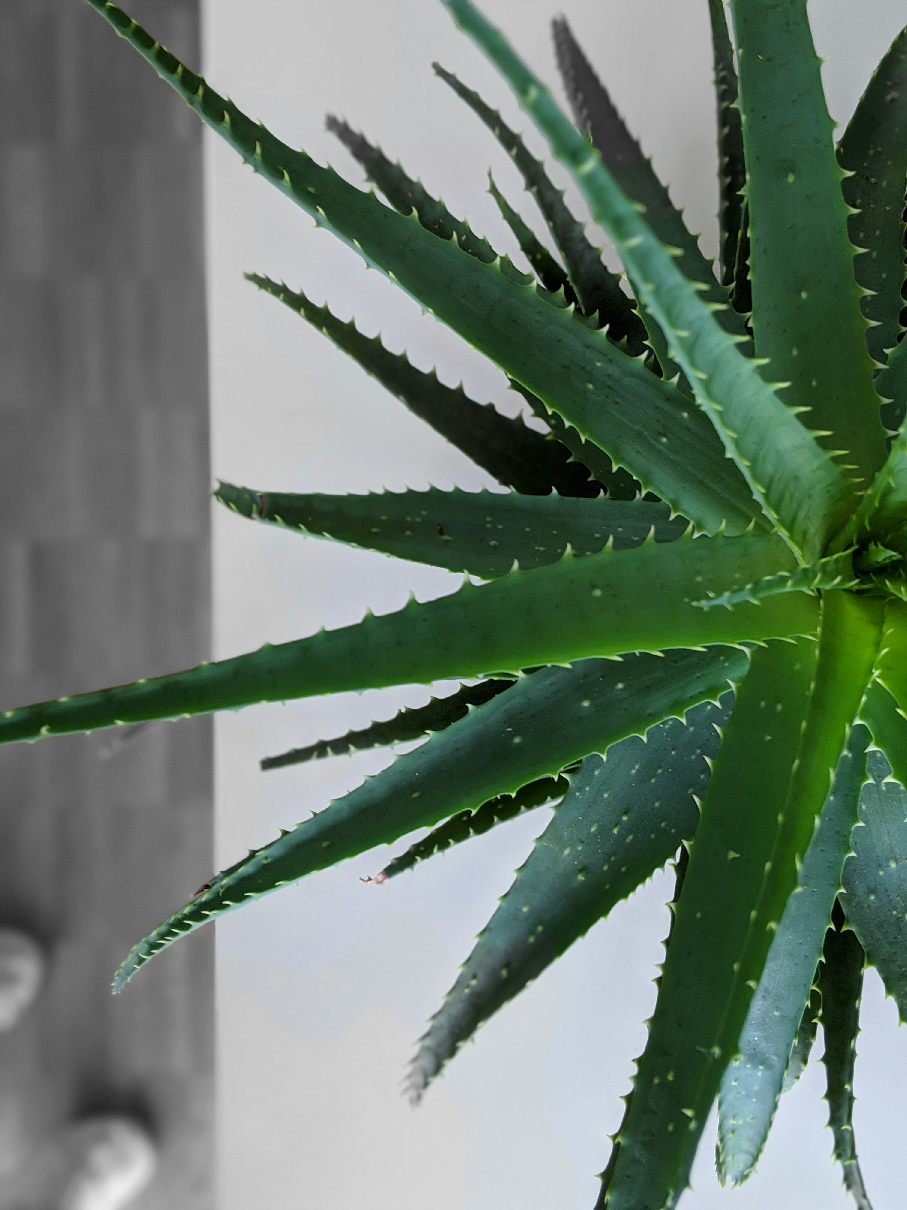 Emerald Spires: Close-Up on Aloe Serrations