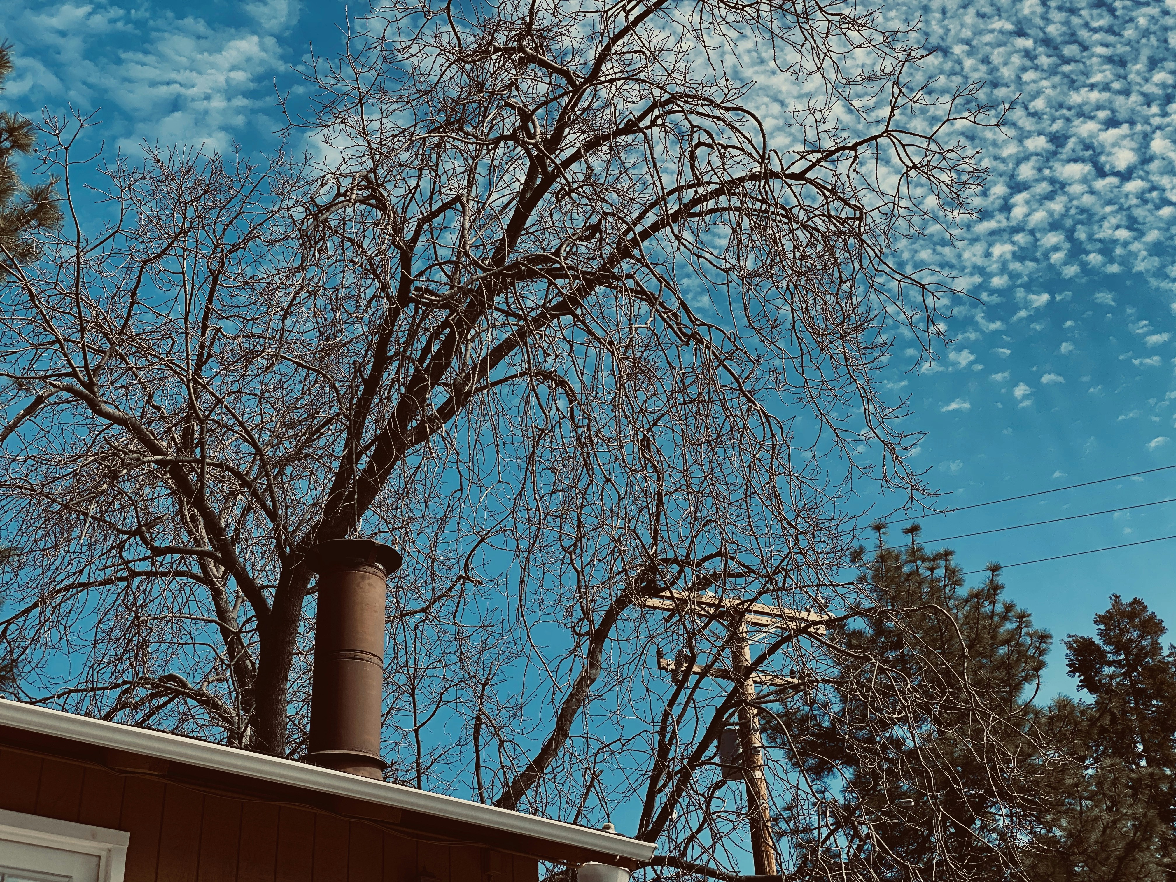 Bare-branched skybound tree over a red-roofed corner