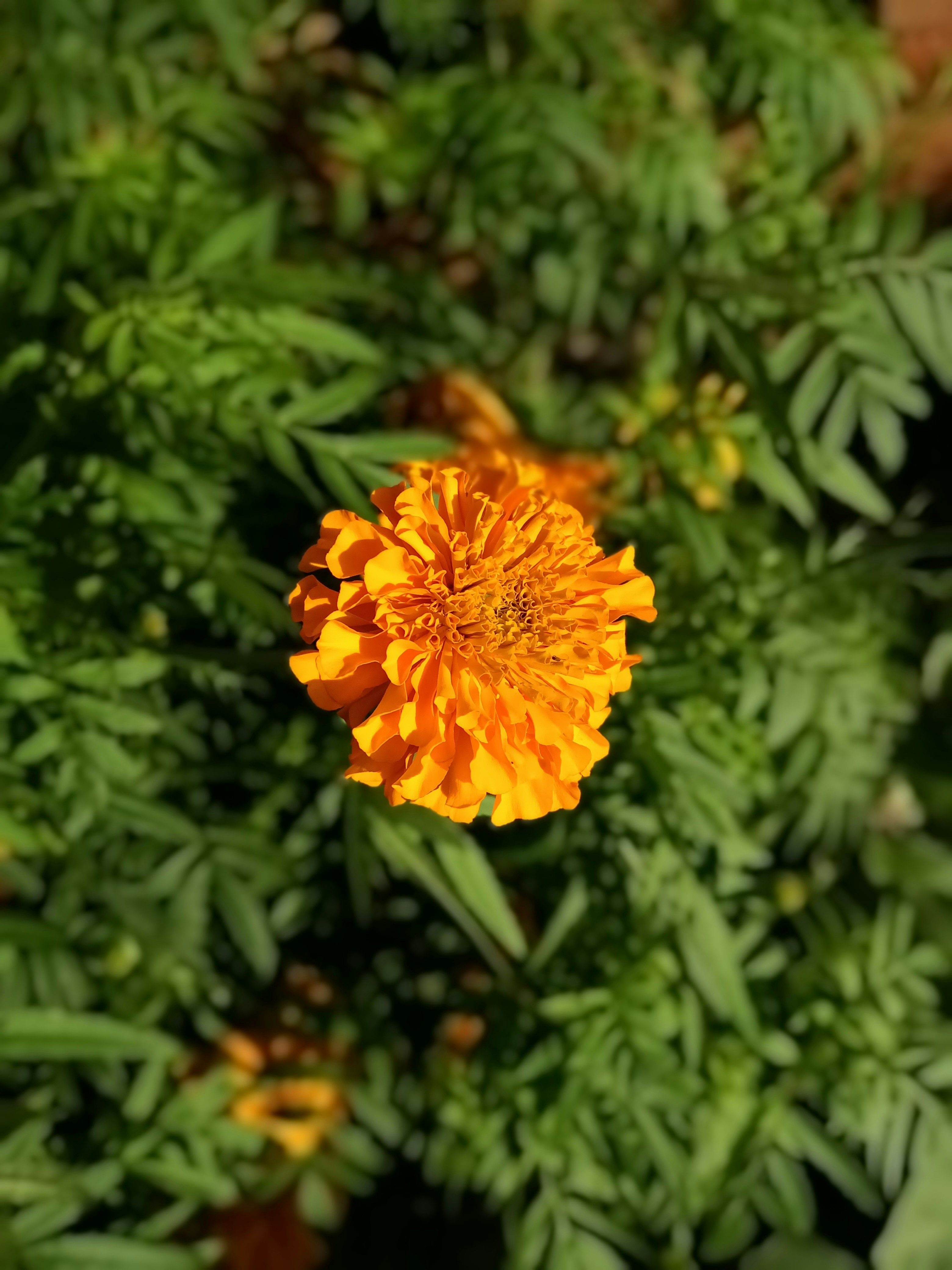Vibrant orange marigold flower stands out against a backdrop of rich green foliage.