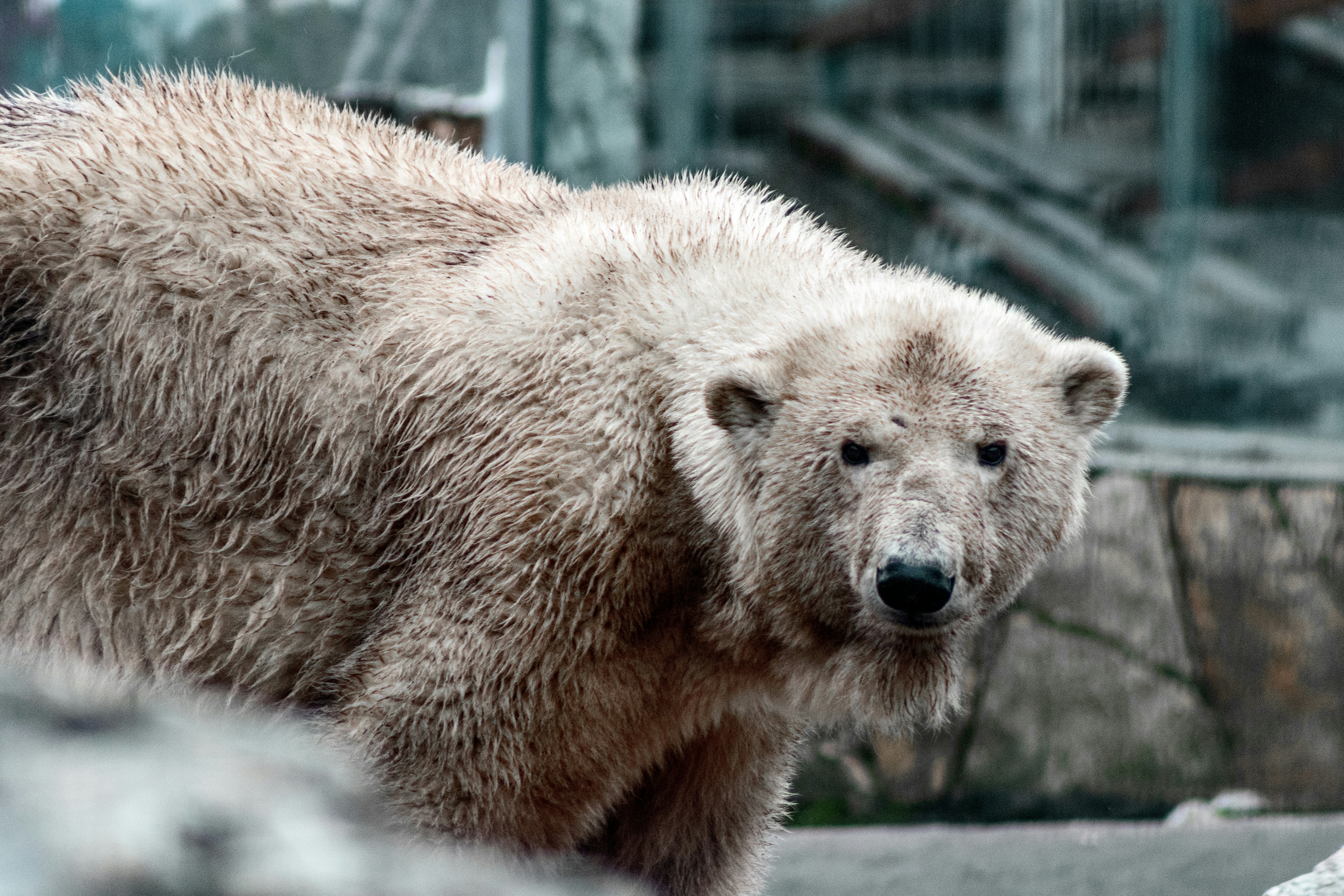 Curious Polar Bear Amid Urban Backdrop