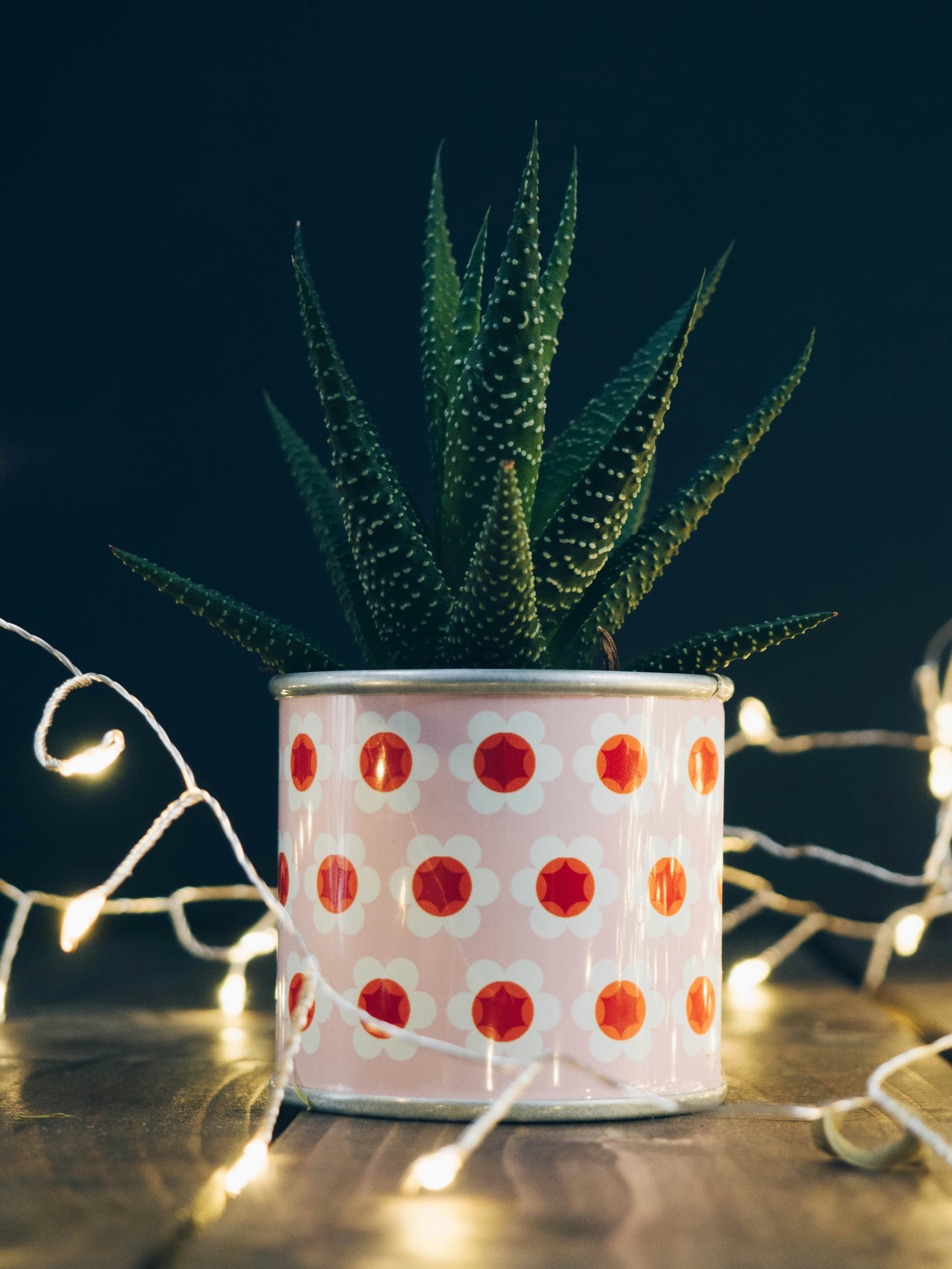 Ceramic Polka Plant Pot with Spiky Green Foliage