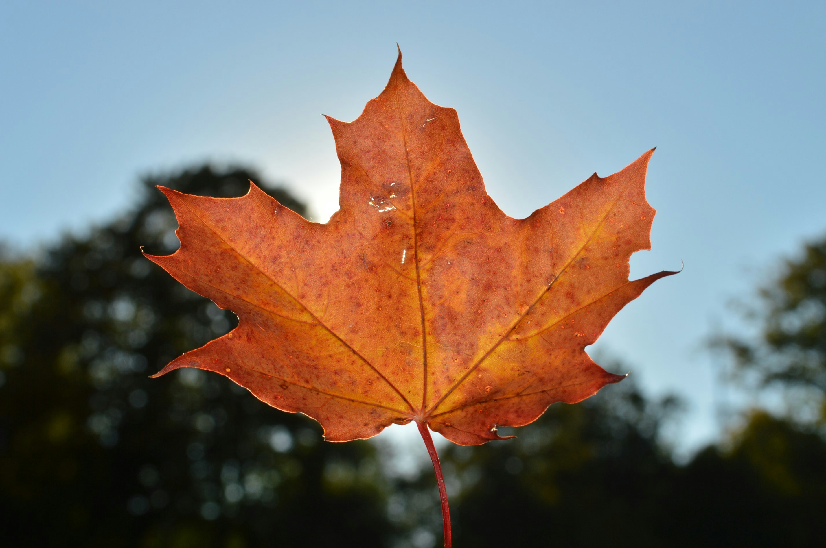 red maple leaf in close up photography
