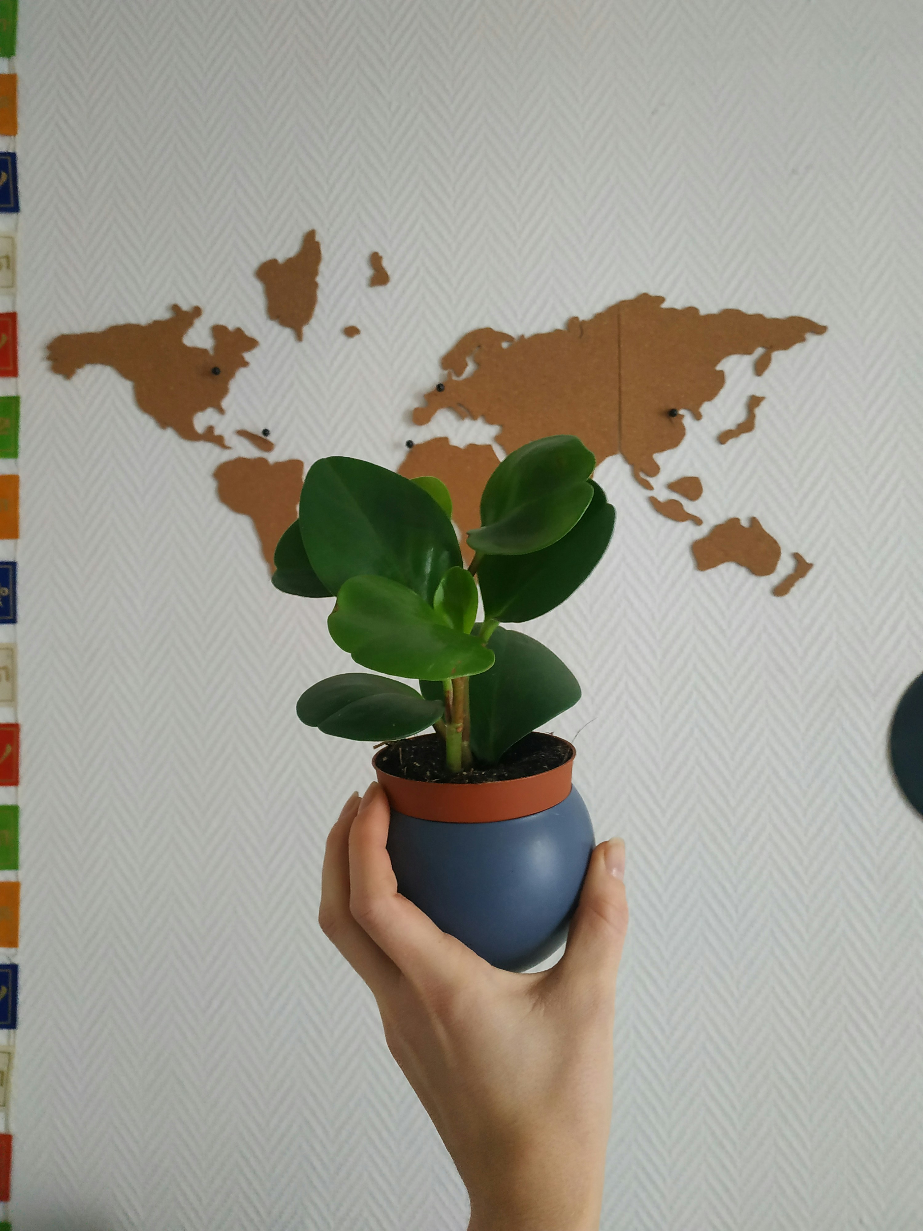 Hand holding a potted plant against a textured wall featuring a world map cutout. The vibrant green leaves contrast with the earthy tones of the pot and the background.