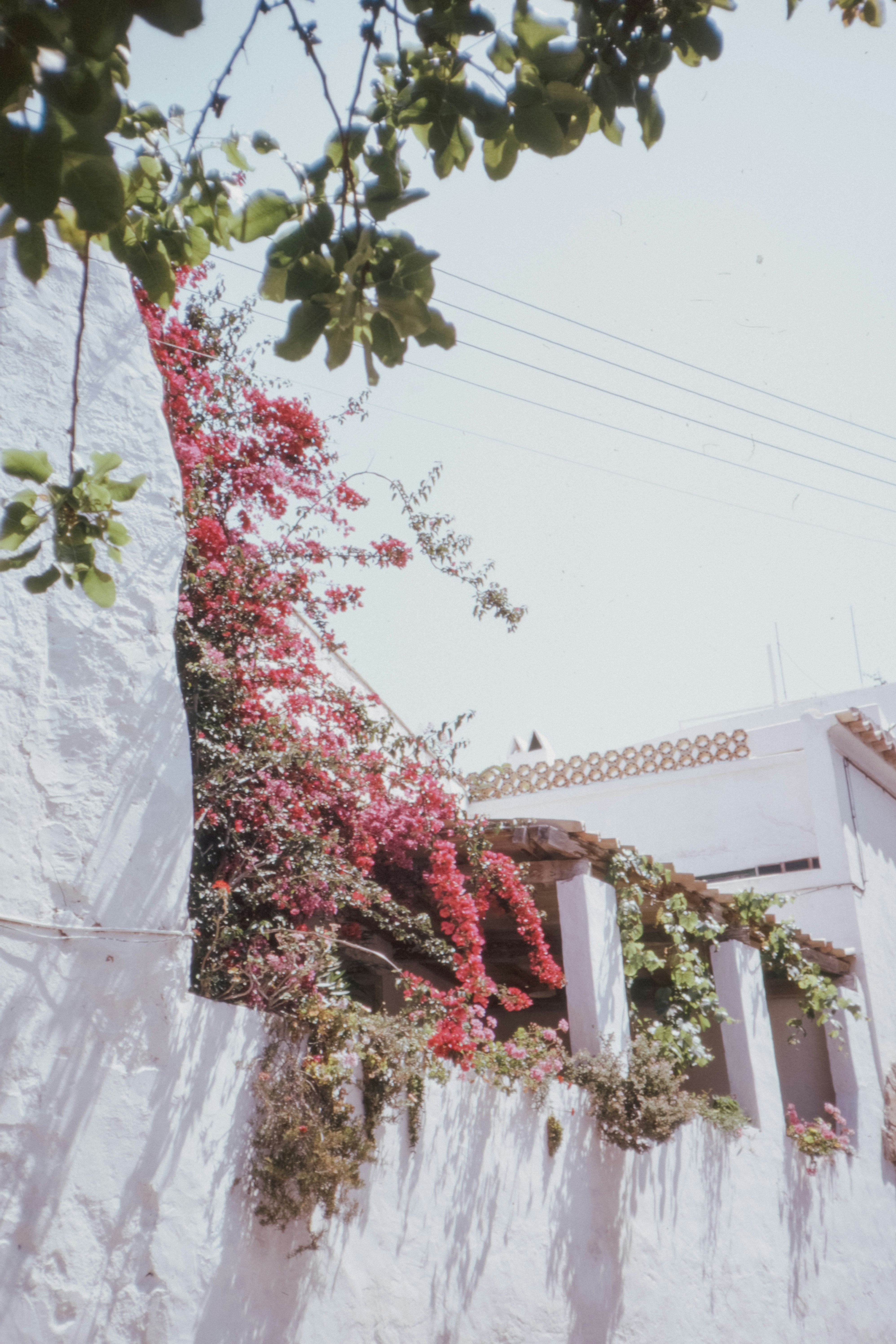 Vibrant bougainvillea cascading over a whitewashed wall, framed by lush green leaves and a clear sky. The scene evokes a tranquil moment in a sunlit courtyard.
