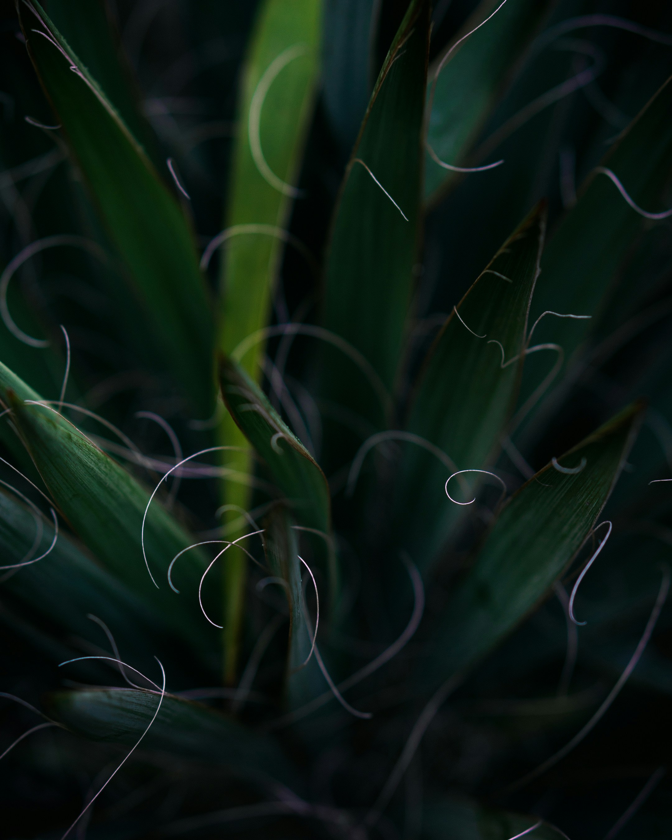 Beautiful Blur | 100+ best free blur, plant, red and blue photos on ...