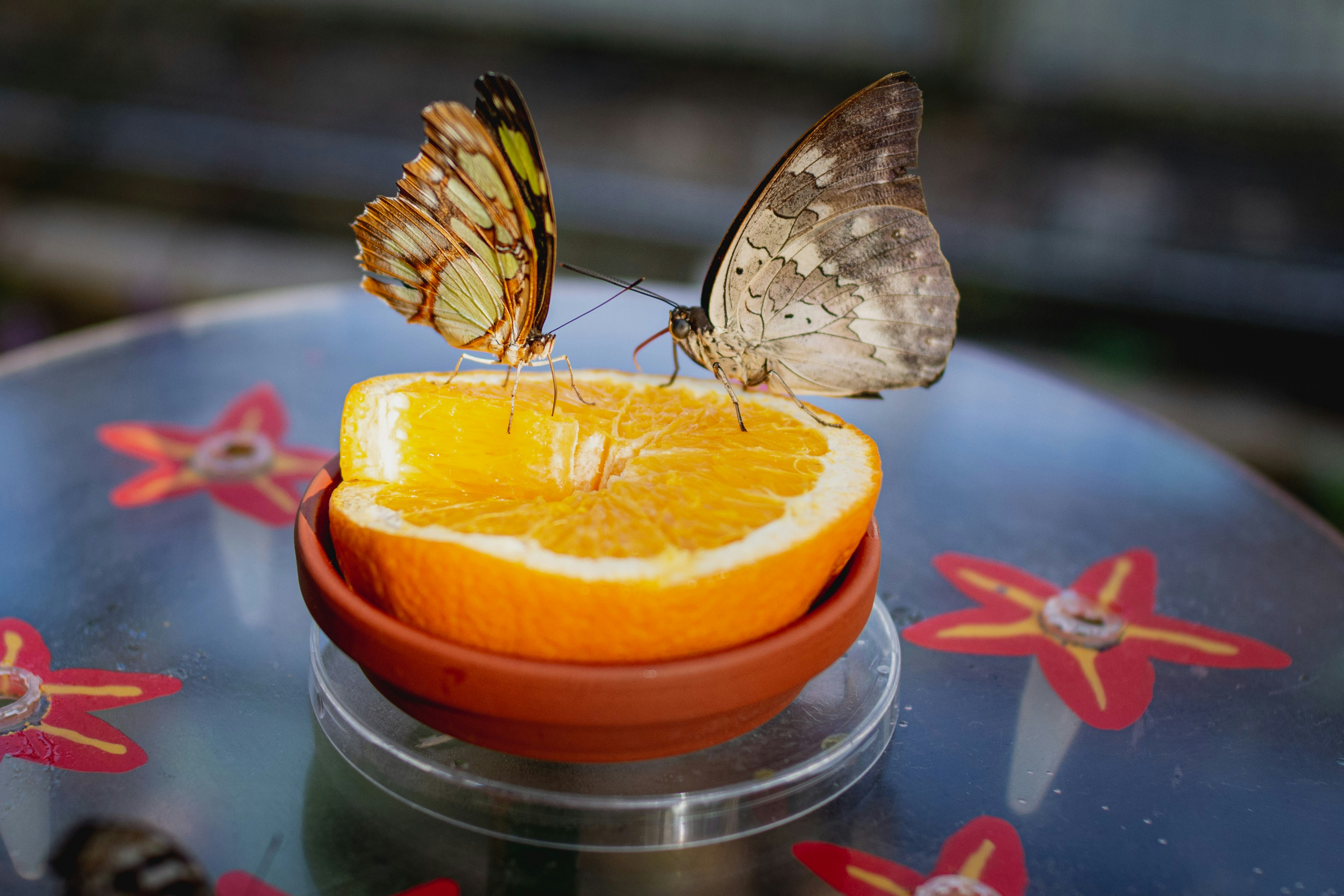 Papillon brun et blanc sur fruit orange photo – Photo Menzinger Straße ...