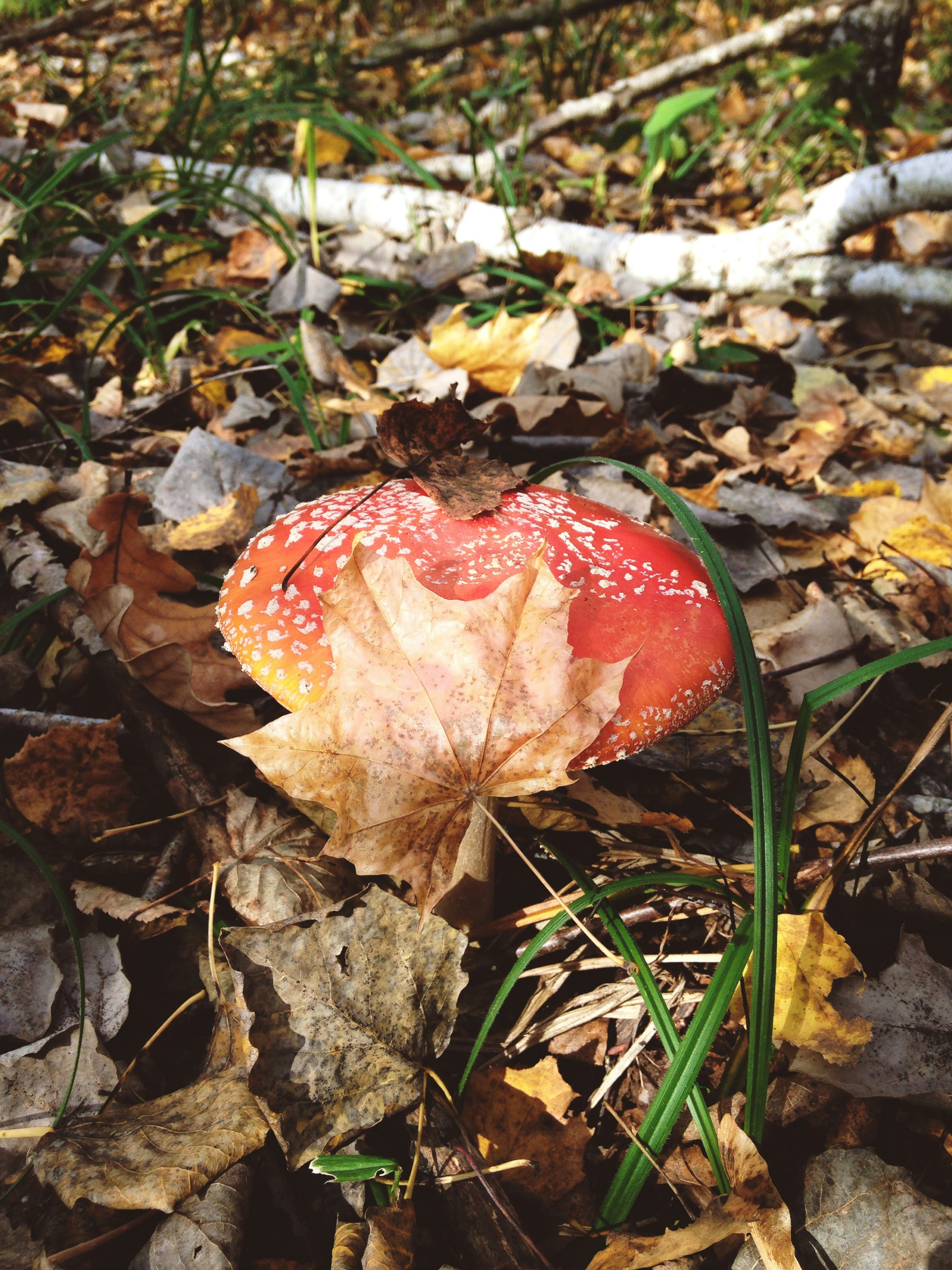 Scarlet Cap Among Crumpled Autumn Leaves