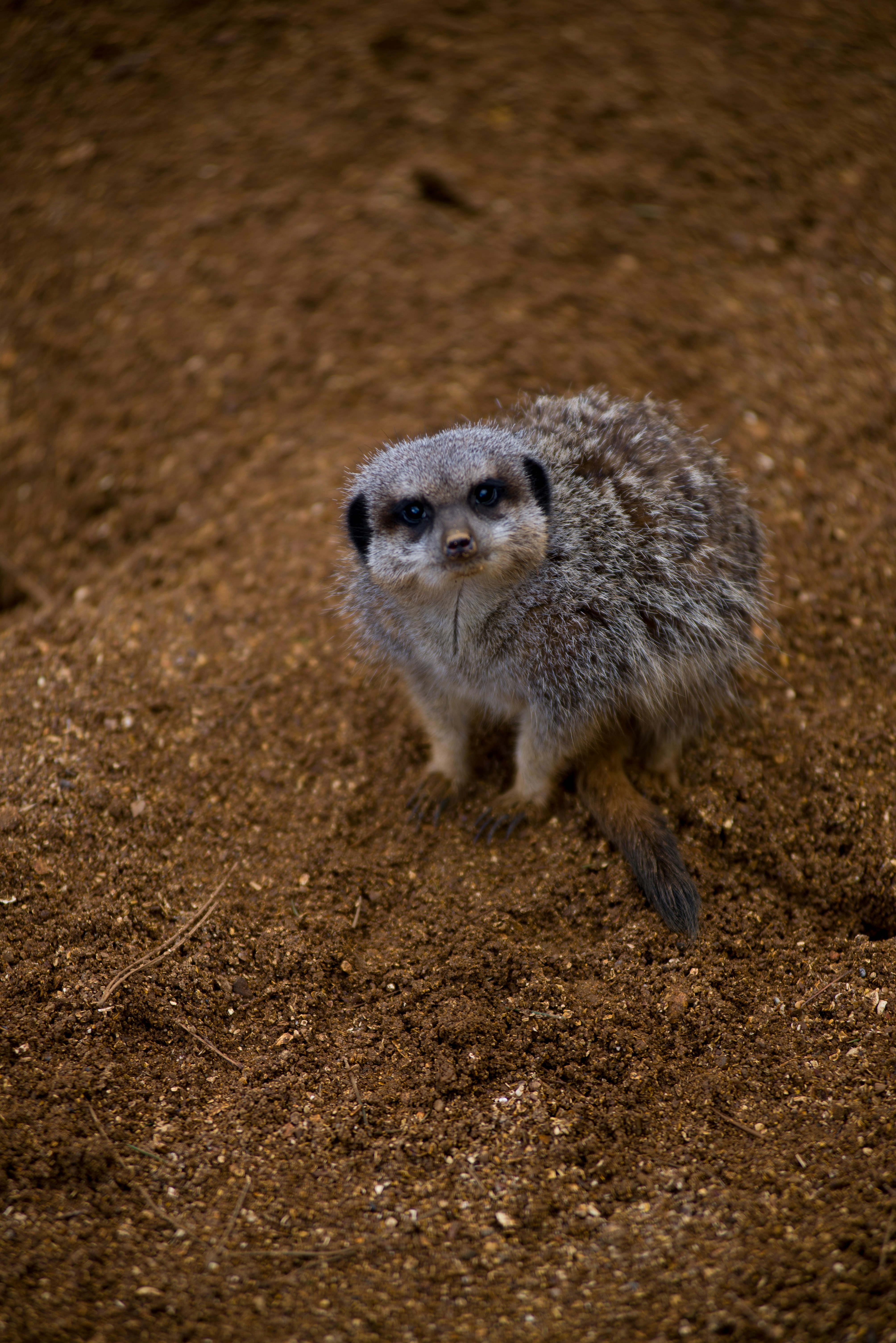 Meerkat at the zoo

Be gracious enough to credit the photography when posting. @errbodysaycheese