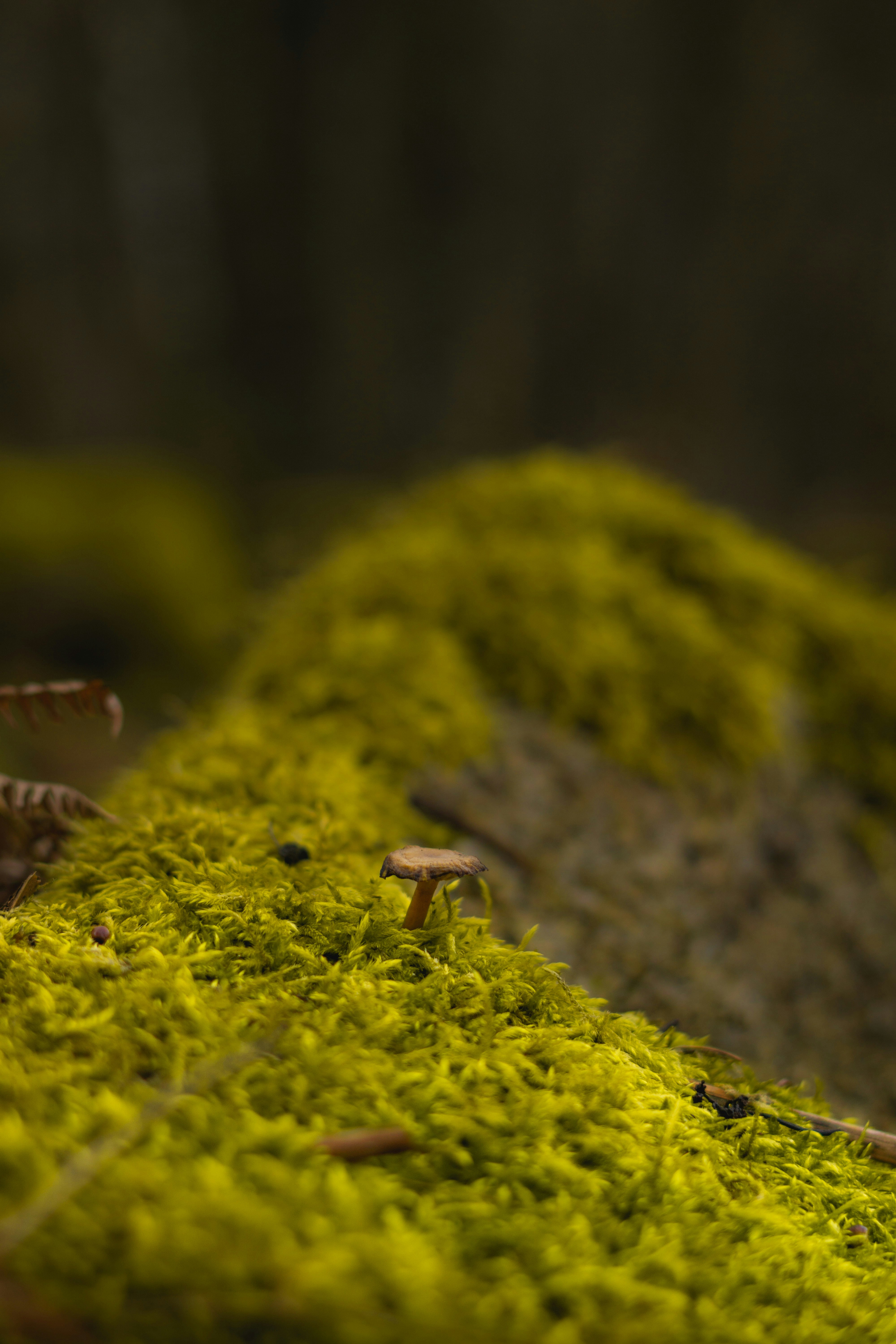 Moss-covered ground with delicate mushrooms emerging, showcasing the intricate details of nature's undergrowth.