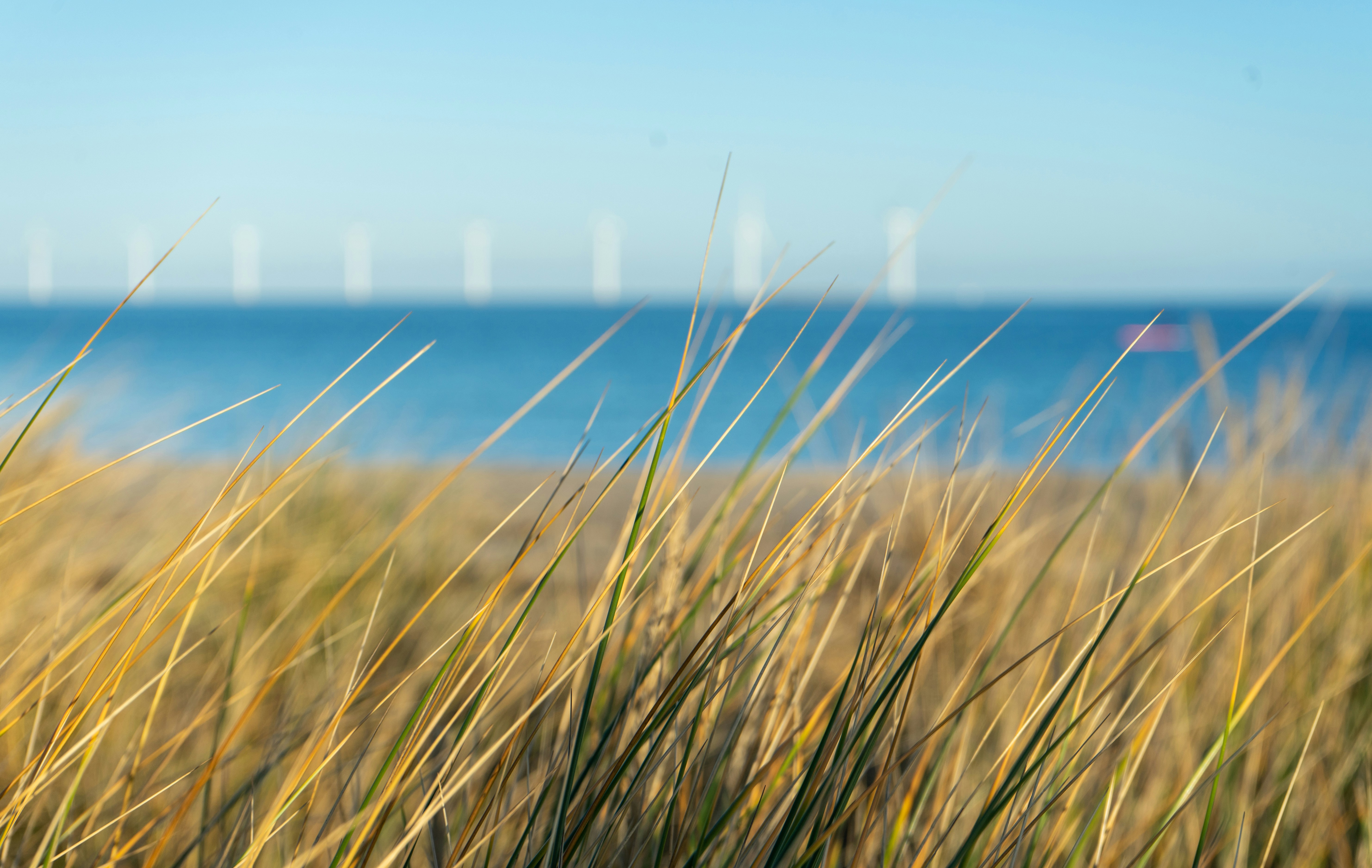 Whispers of the Coast: Grasses Framing a Distant Wind Farm on the Horizon