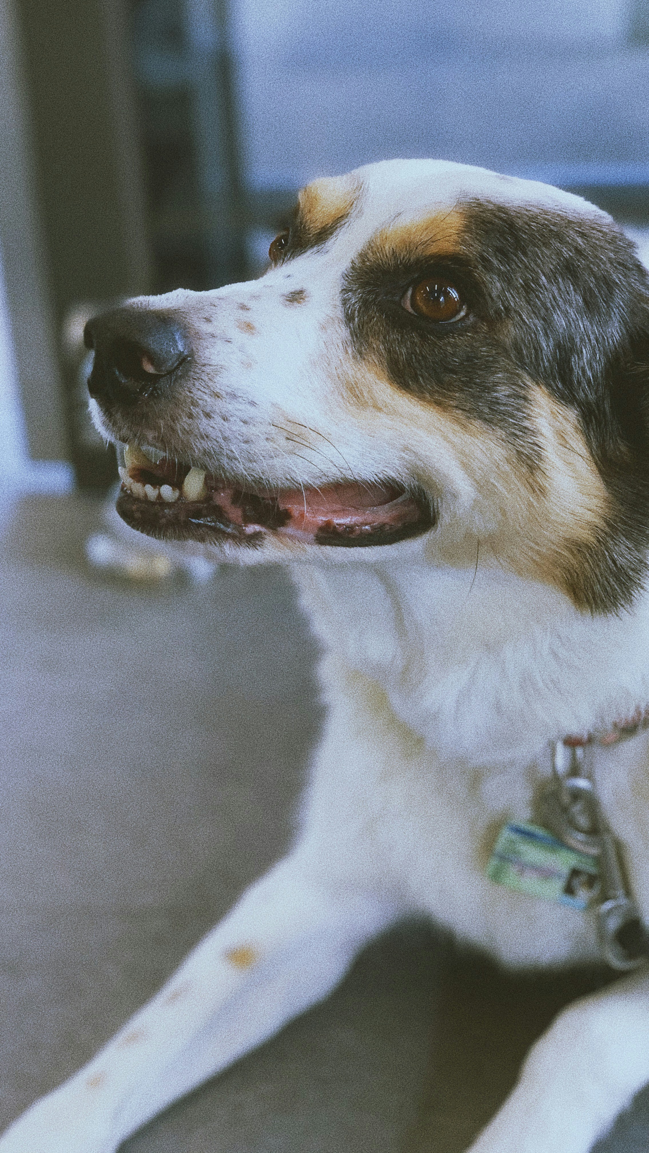 Dog with a tricolor coat lying down indoors, looking attentively to the side.