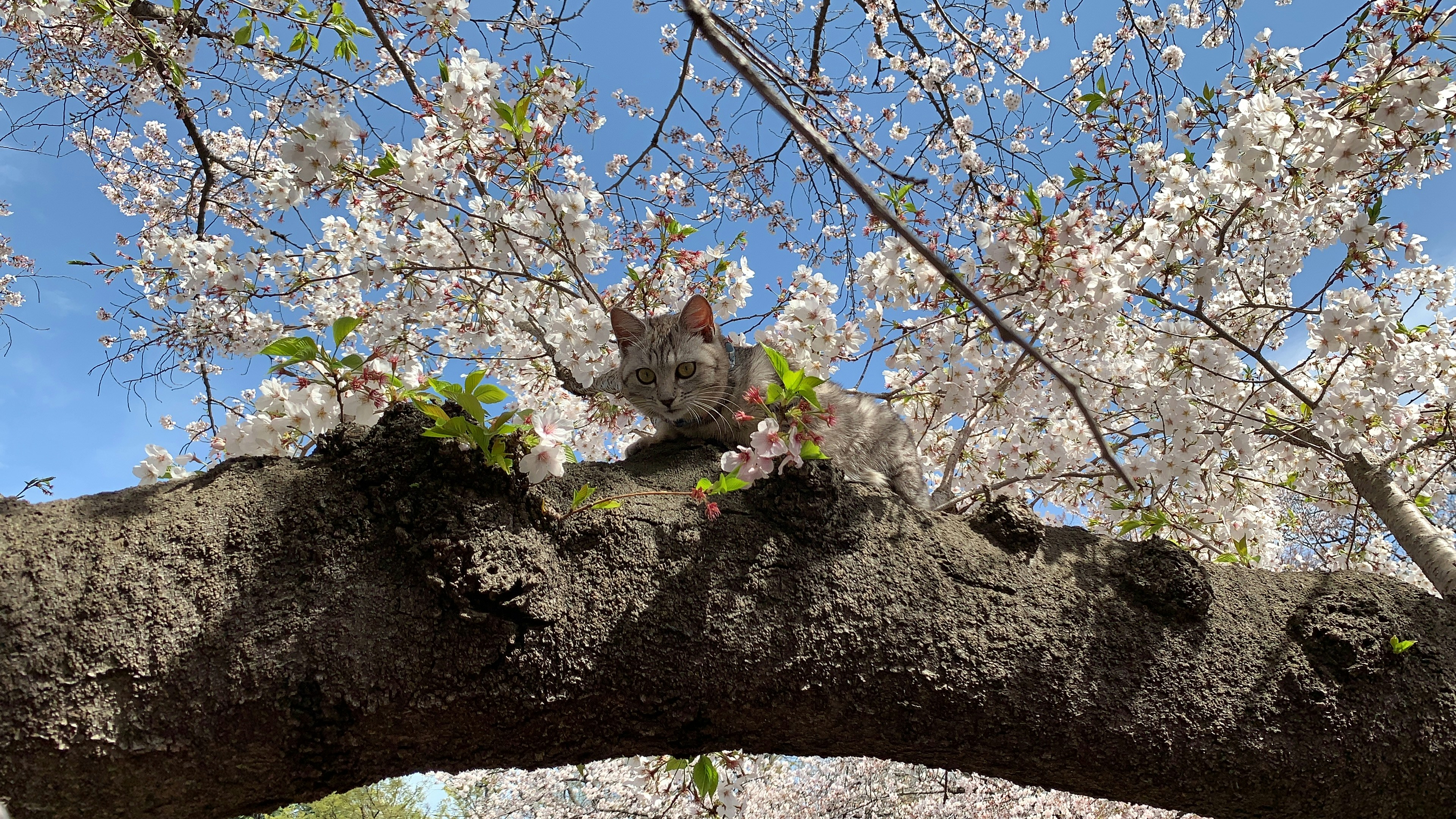 A gray cat perched on a tree branch, surrounded by blooming cherry blossoms under a clear blue sky.