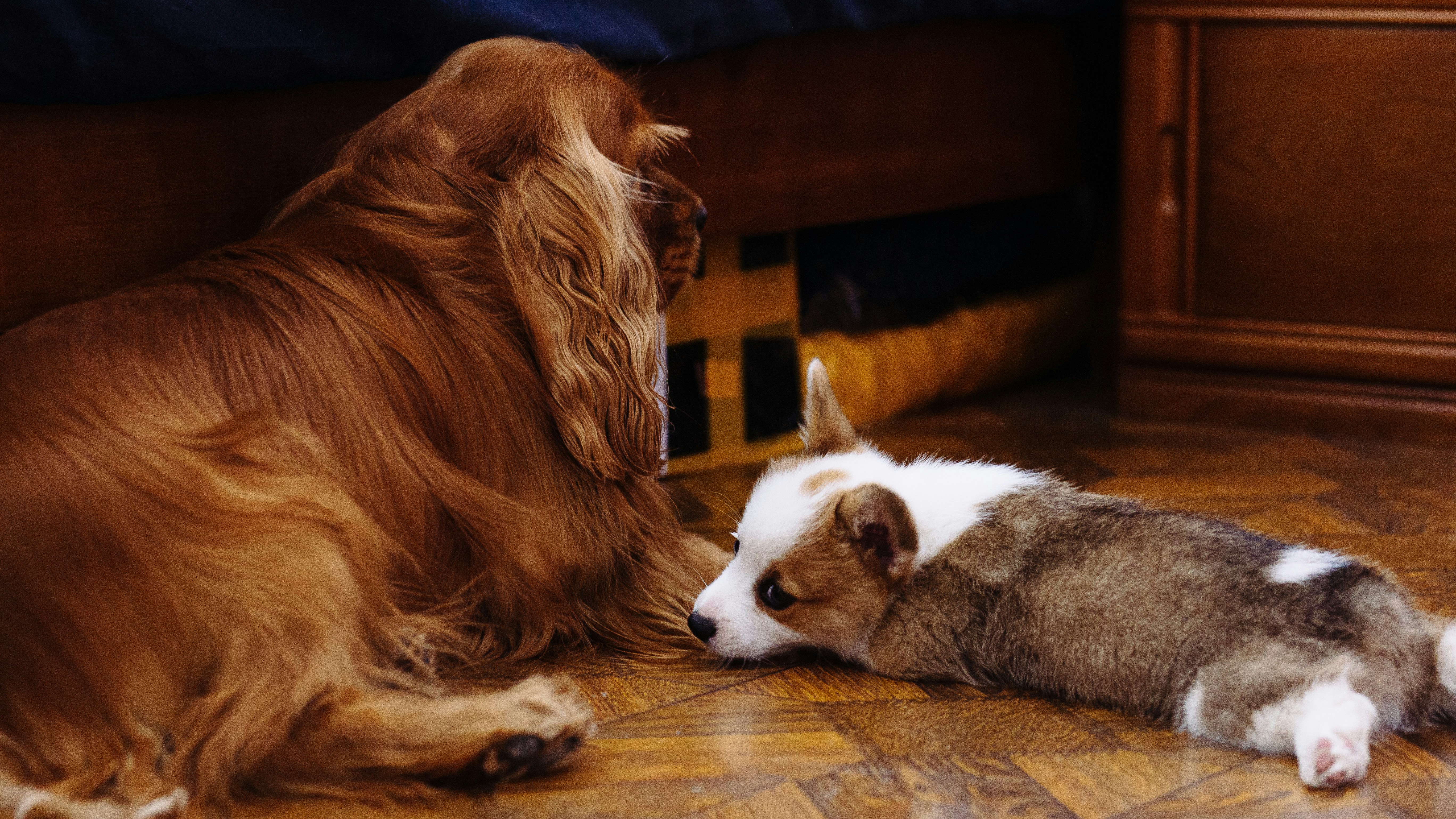 brown and white long coated dog lying on brown wooden floor