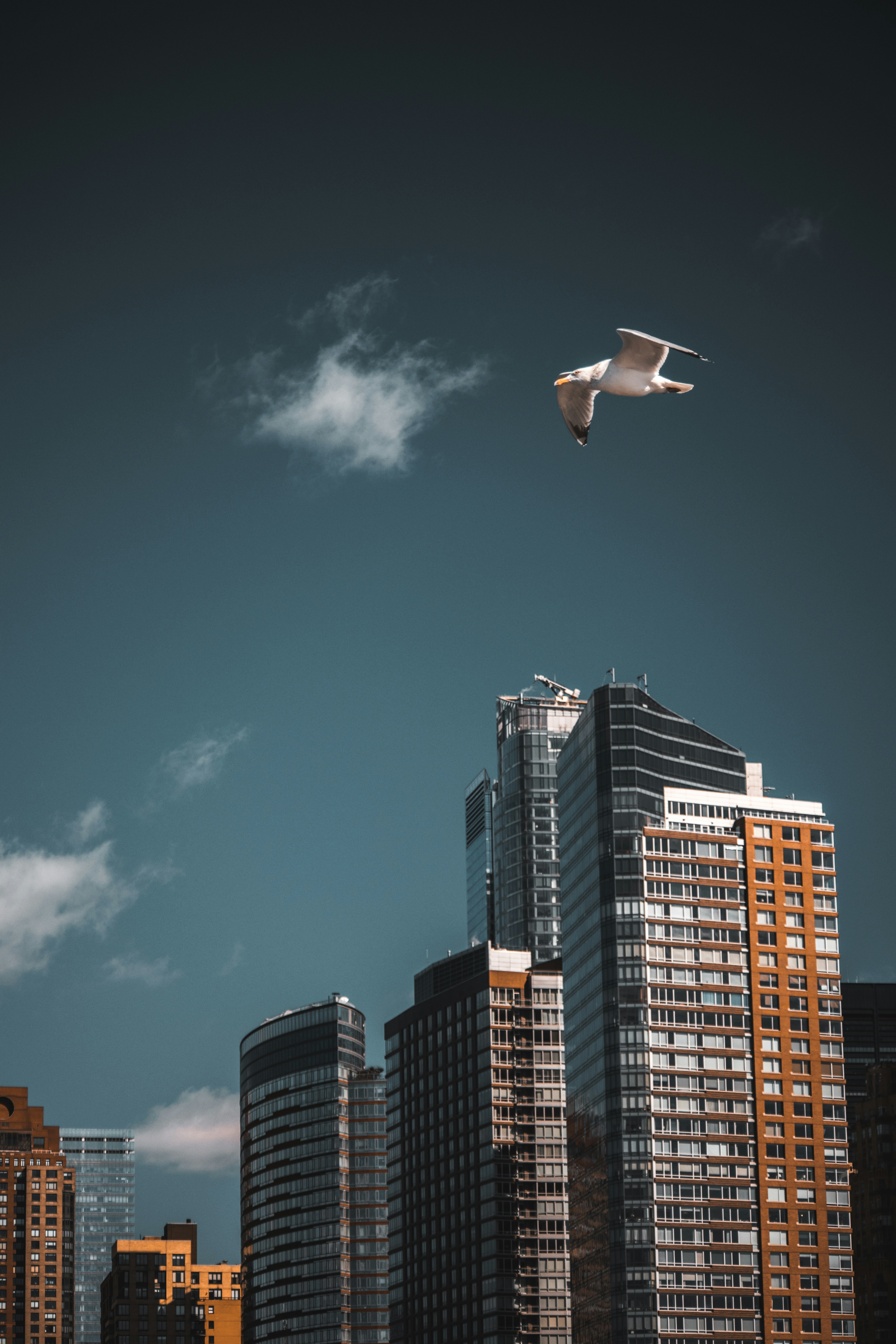 A seagull glides gracefully above a city skyline, contrasting the sleek glass and steel structures below. The scene captures the harmony between nature and urban life.