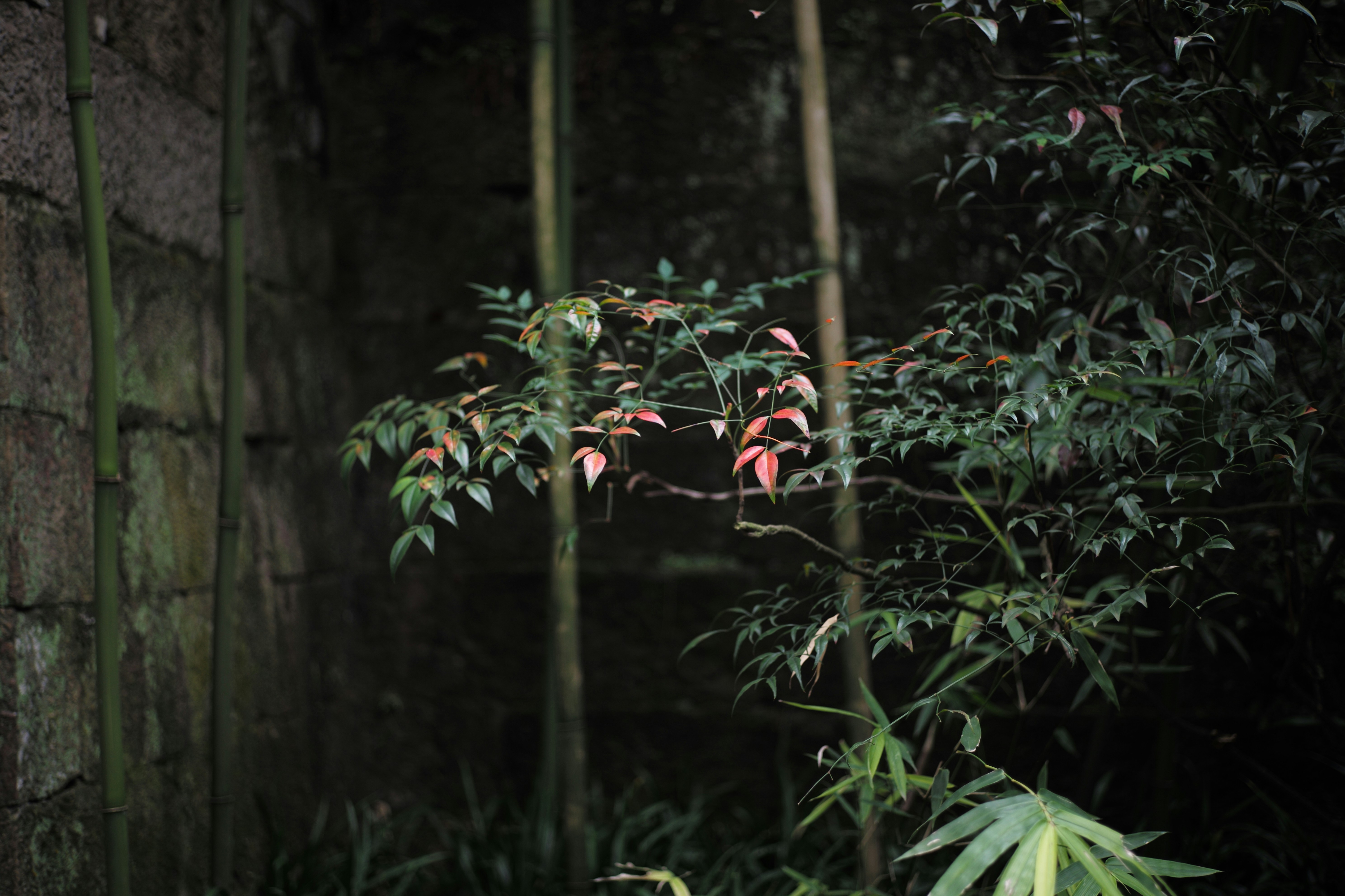 Whisper of Red Leaves in a Dim Bamboo Courtyard