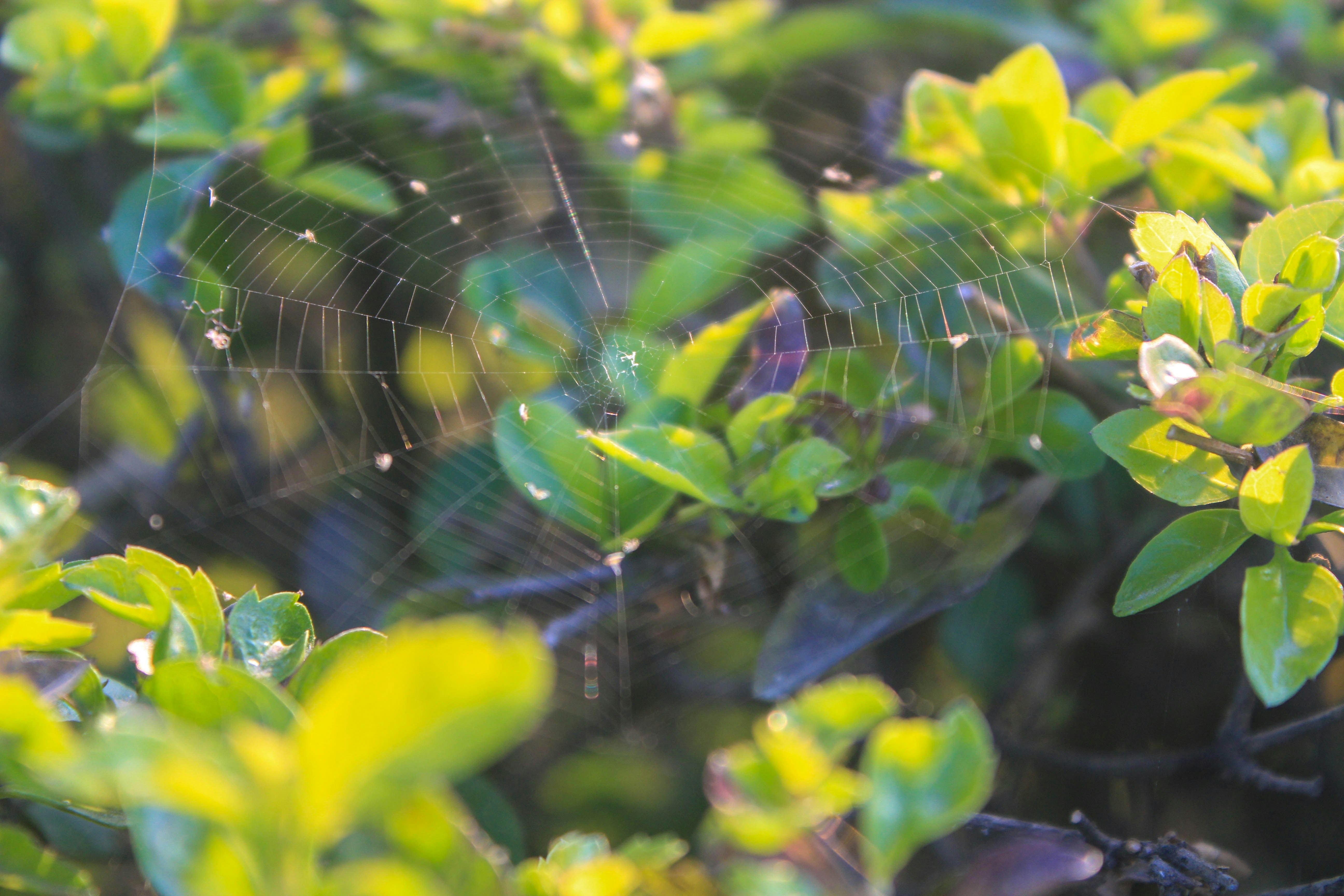 Silken Geometry Between Sunlit Leaves