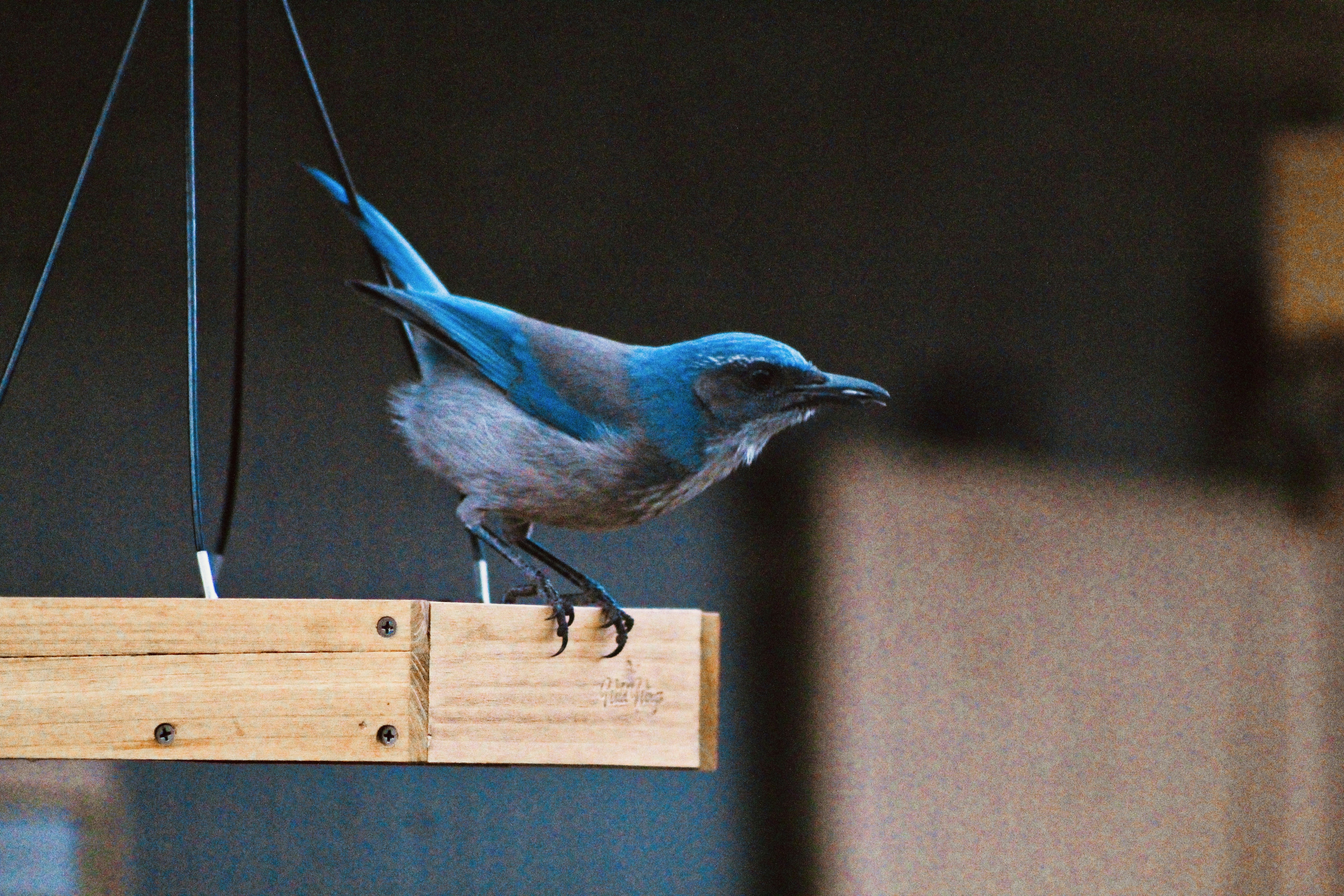 Azure Perch on a Timber Beam in Quiet Workshop Light