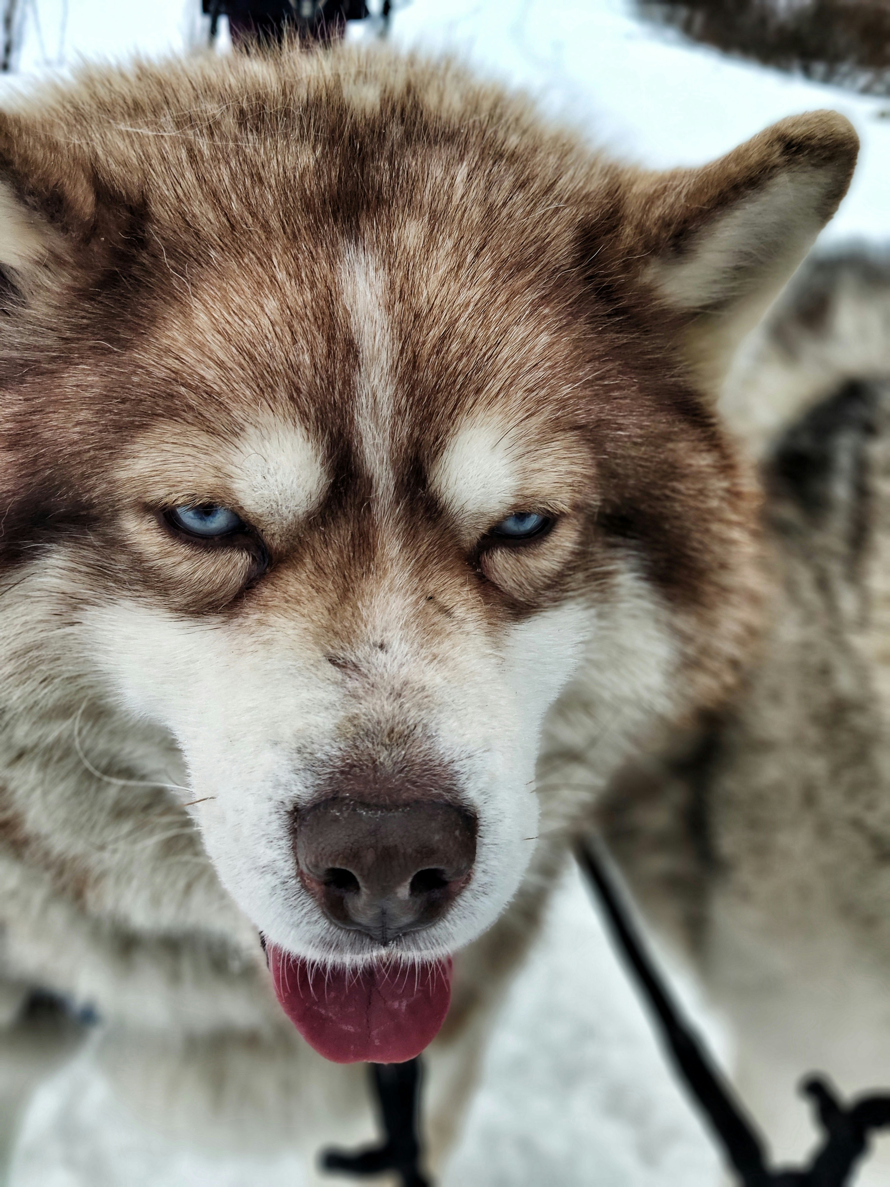Husky De Color Marrón Claro Y Blanco Husky Siberiano Rojo Diluido