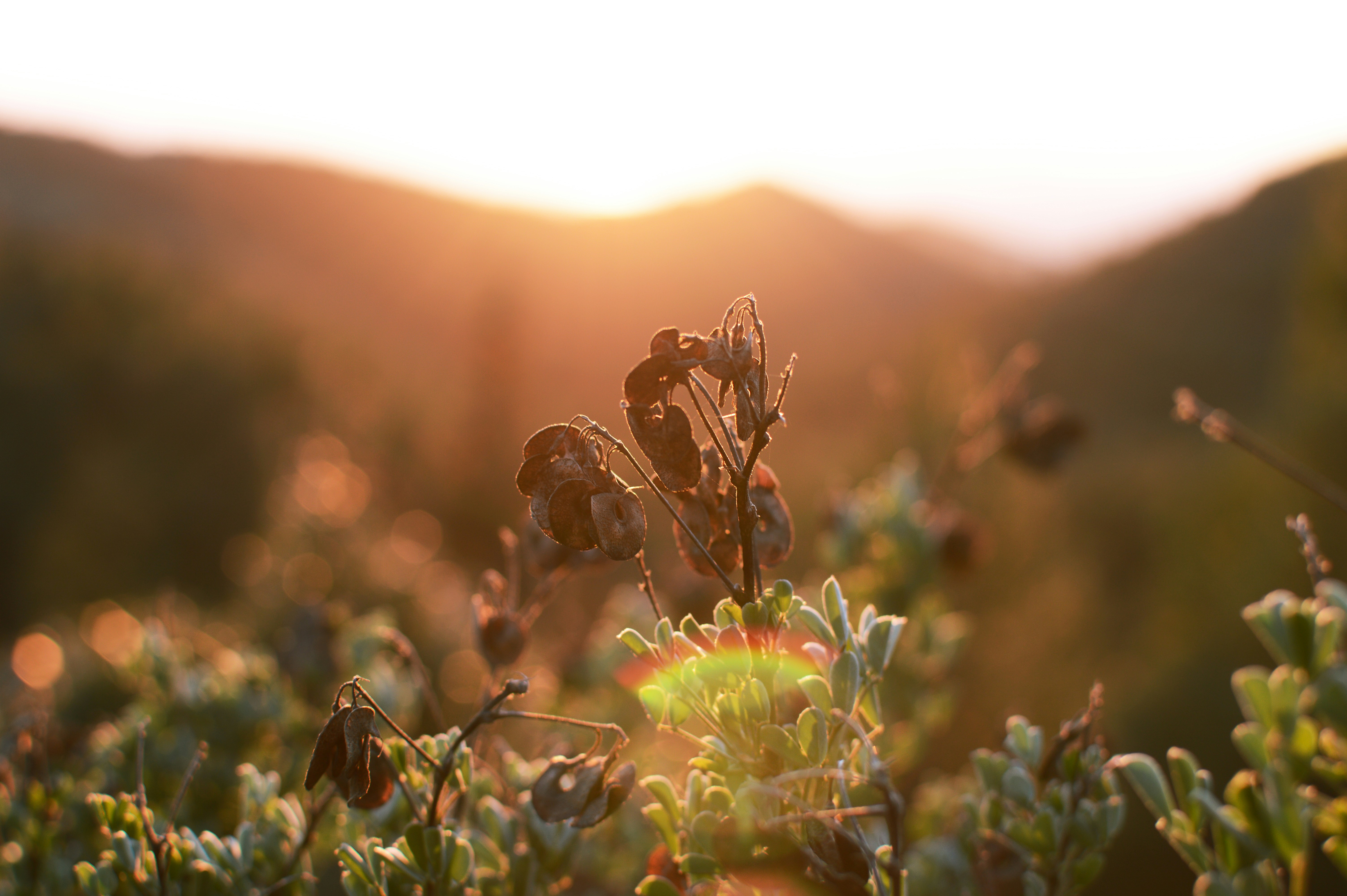 Sunlit seed heads and sage in a golden hour glow