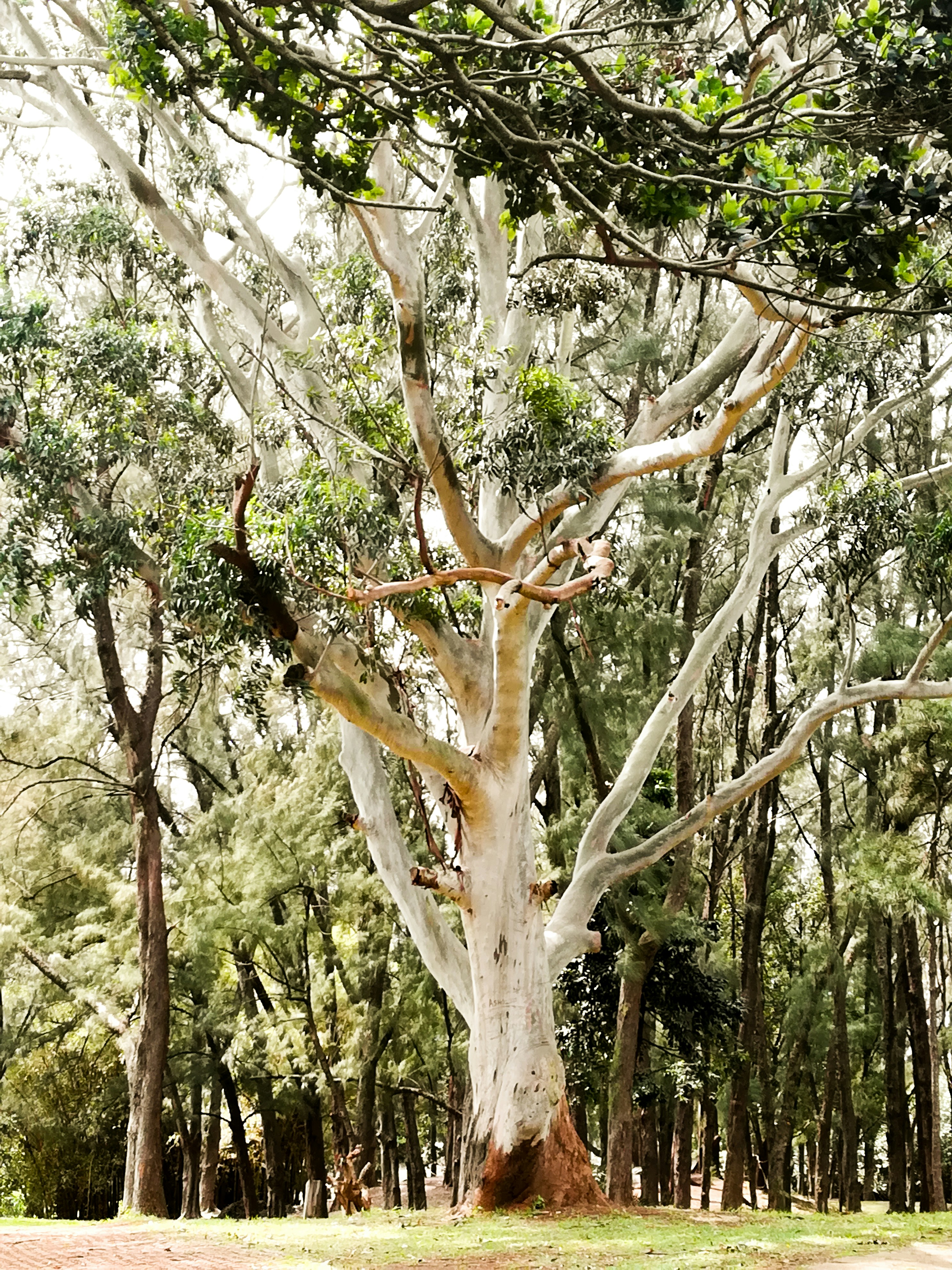 A grand eucalyptus tree stands prominently among a grove, showcasing its distinctive bark and lush foliage. The surrounding greenery enhances its natural beauty.